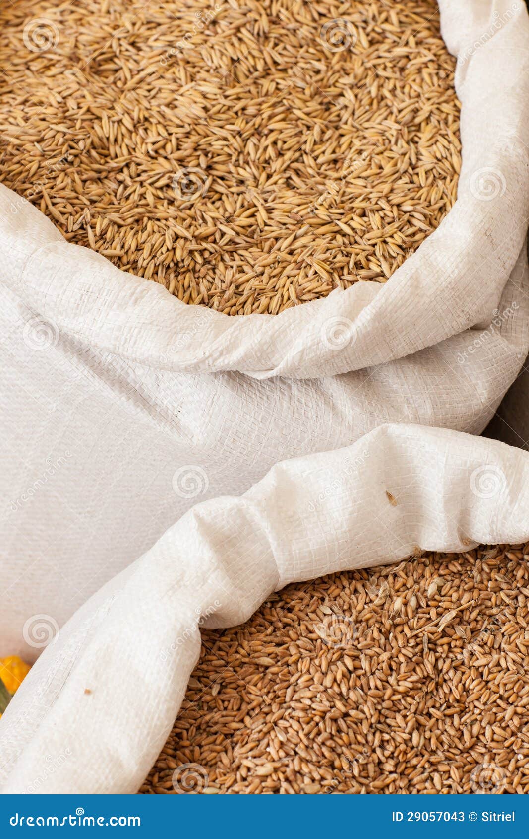 Oats grain detail stock image. Image of wood, cereal - 29057043