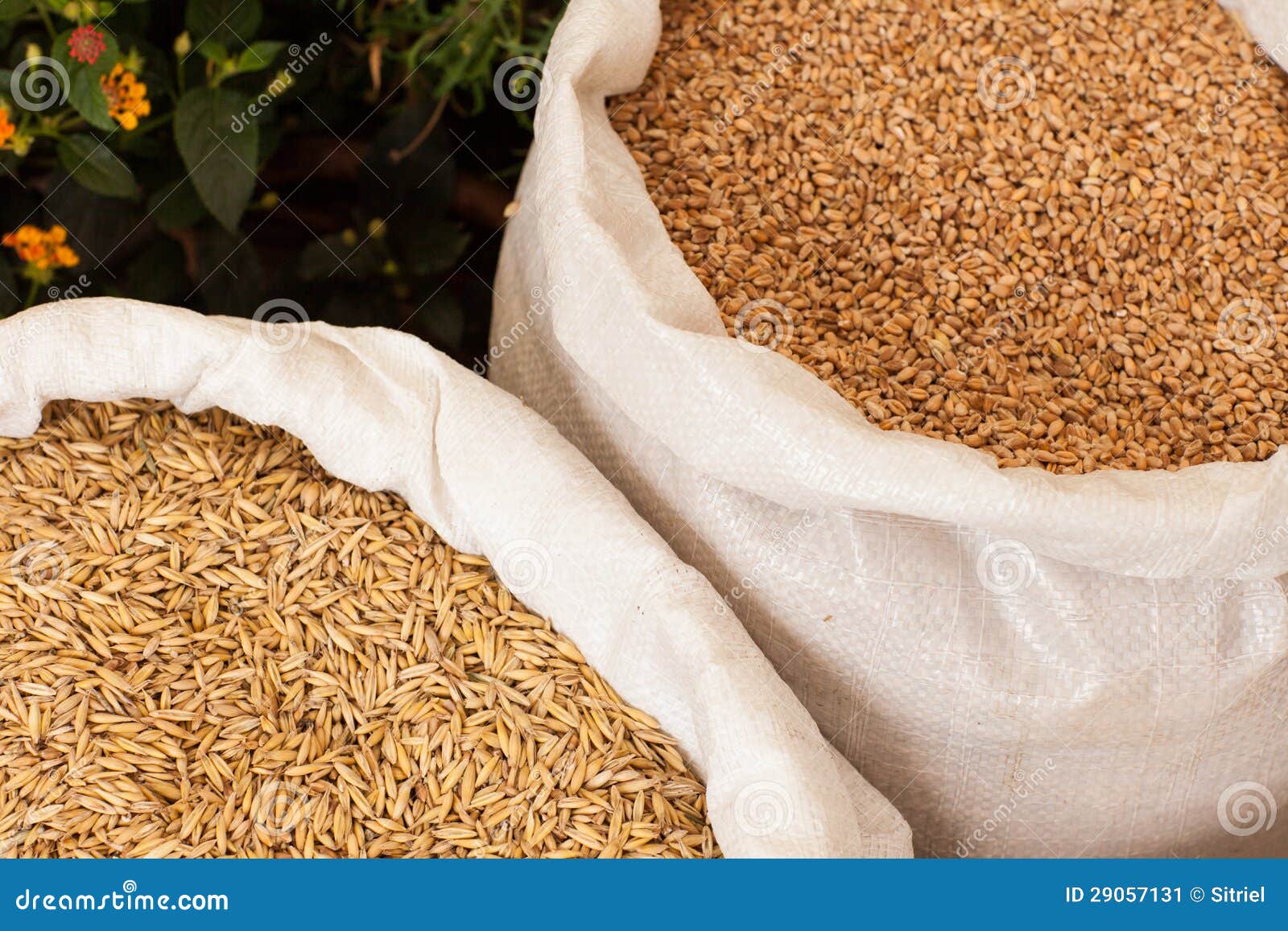 Oats grain detail stock image. Image of multicolor, food - 29057131