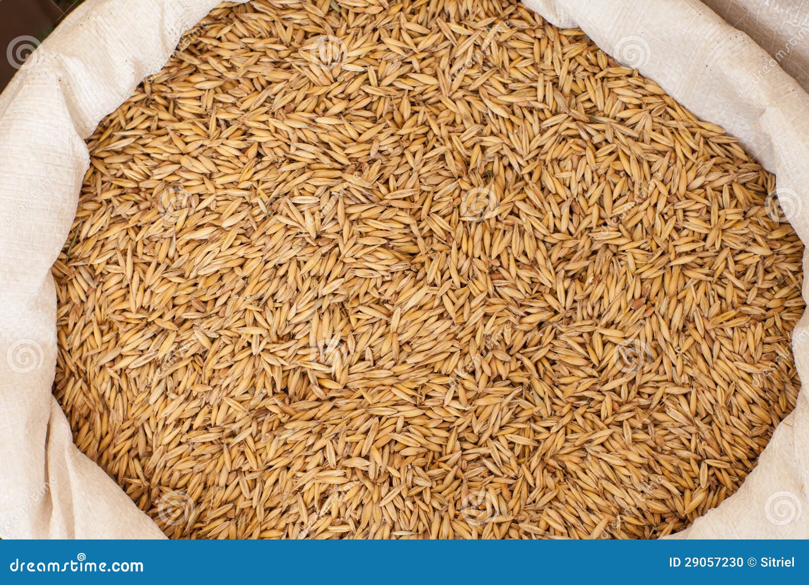 Oats grain detail stock photo. Image of emmer, oats, rice - 29057230