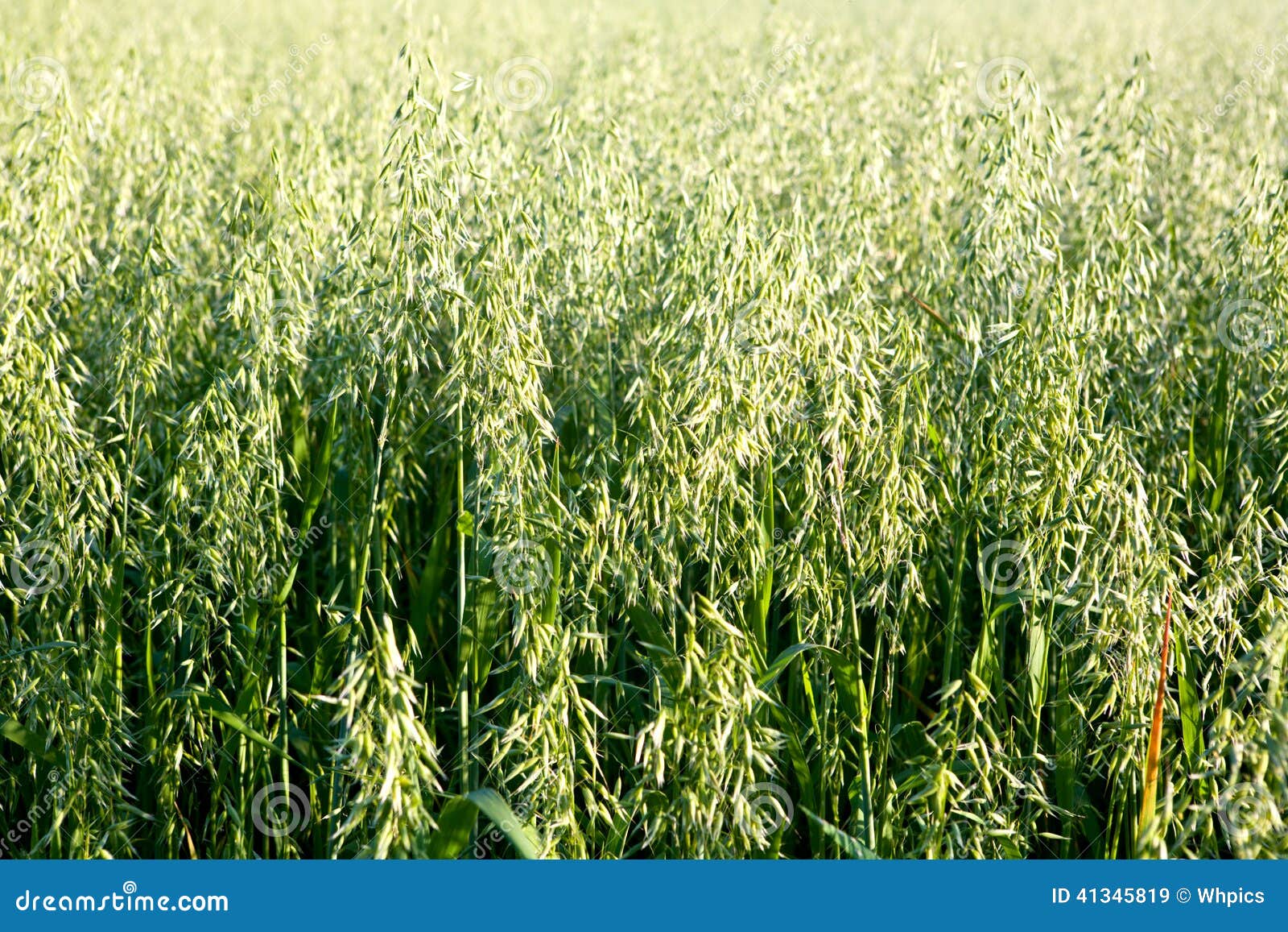 Oats growing stock image. Image of growth, natural, bread - 41345819
