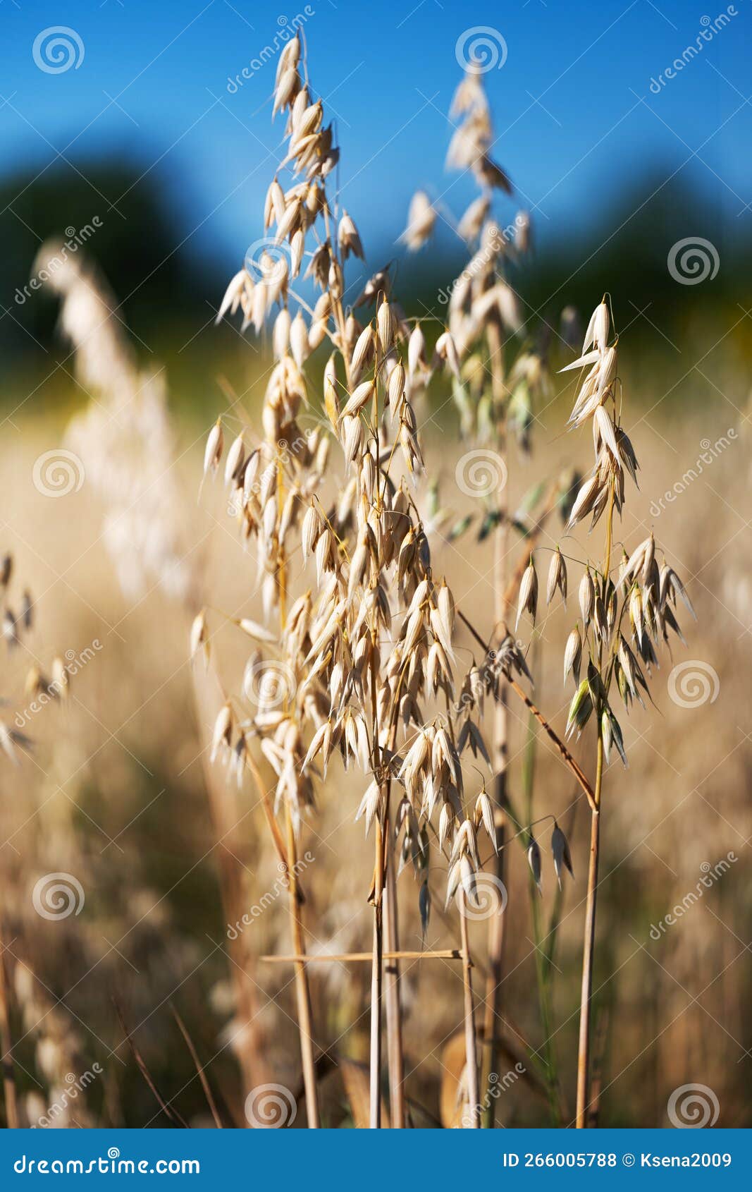 Oats growing in the field stock photo. Image of nature - 266005788