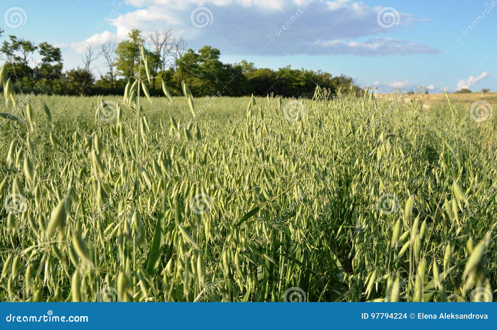 Oats growing in field stock photo. Image of grain, nature - 97794224
