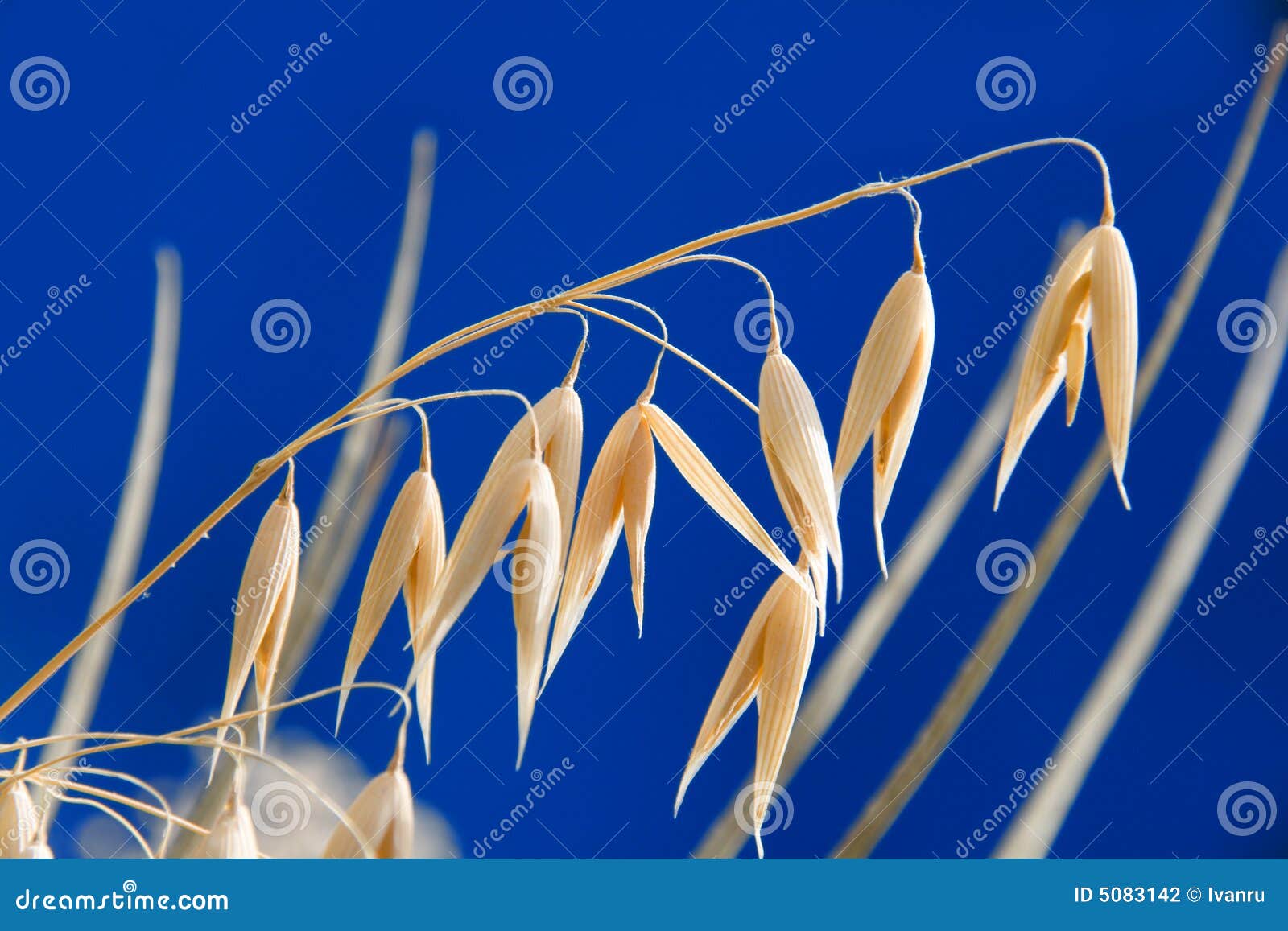 Oats macro view on blue stock photo. Image of cookies - 5083142