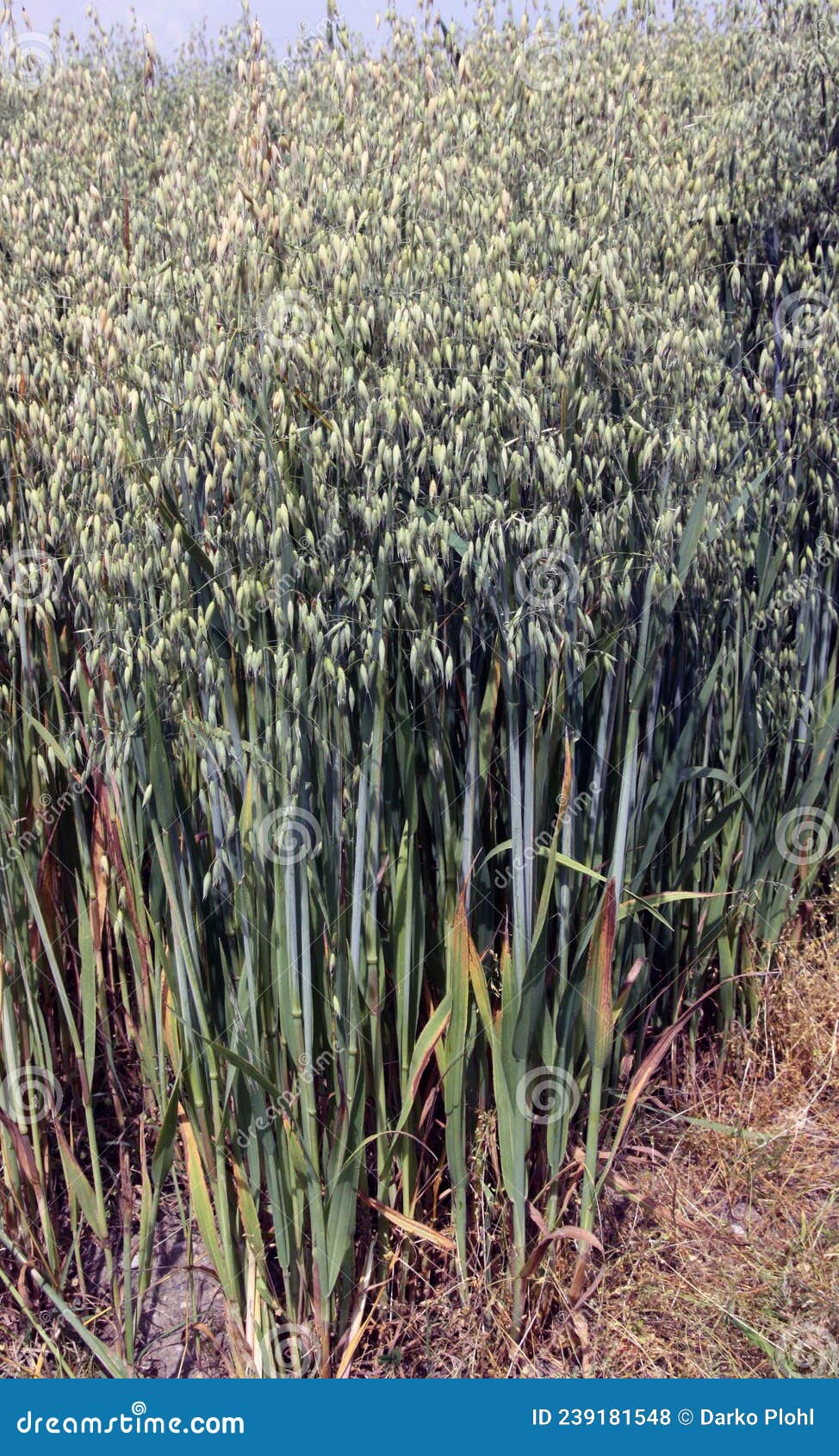 Oats in Medium Technological Maturity Stock Photo - Image of horse ...