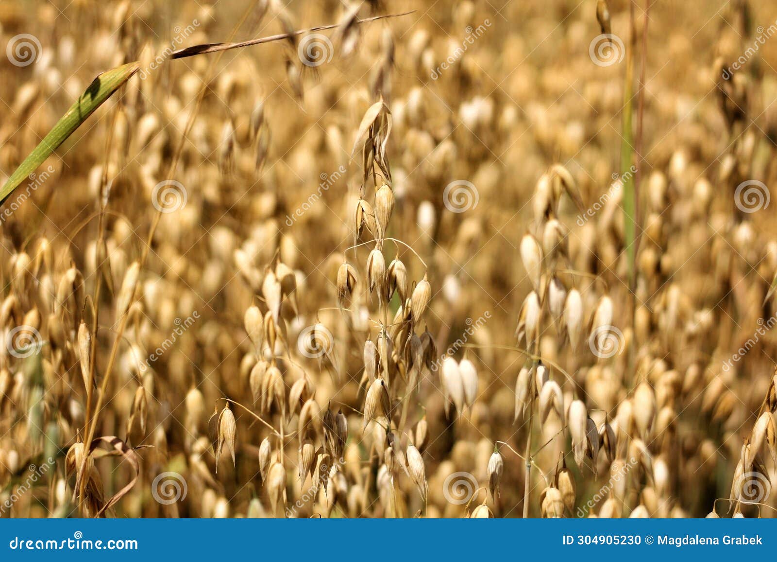 Oats in Nature, Avena Sativa Stock Photo - Image of seeds, oats: 304905230