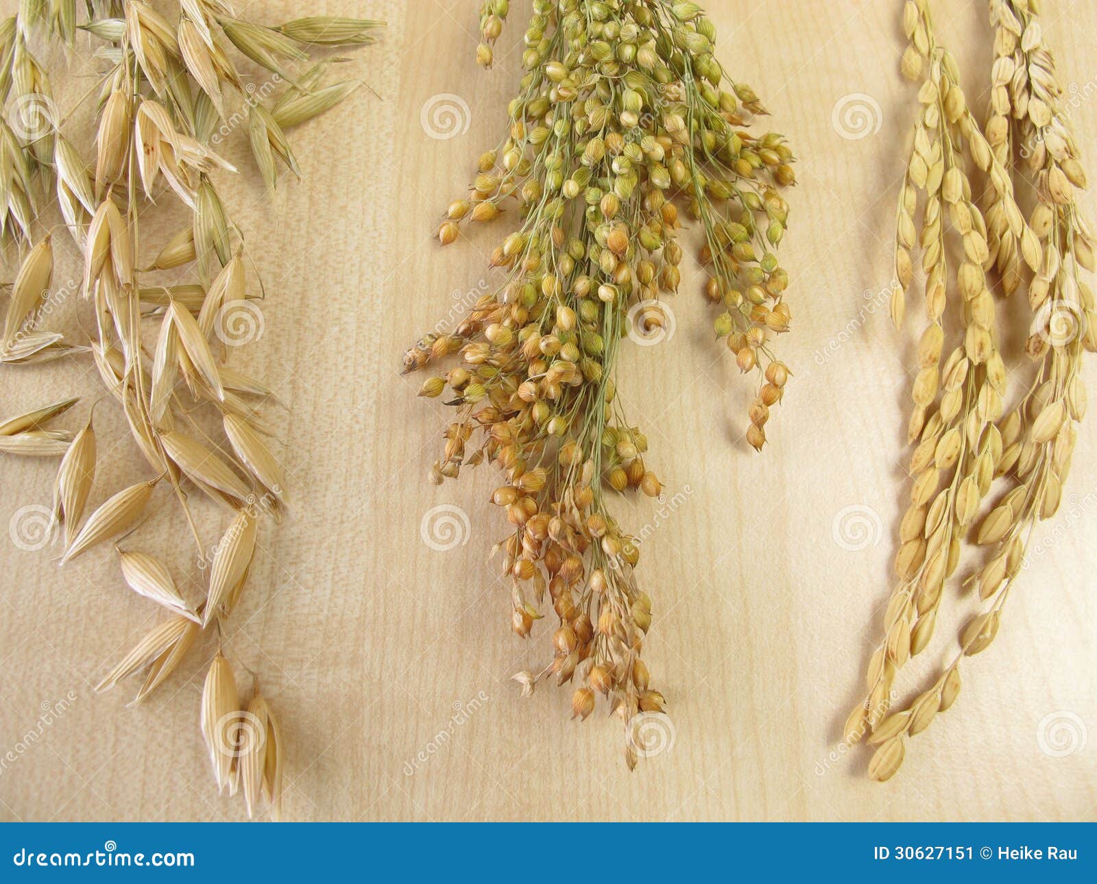 Rice And Millet Royalty-Free Stock Image | CartoonDealer.com #12459304