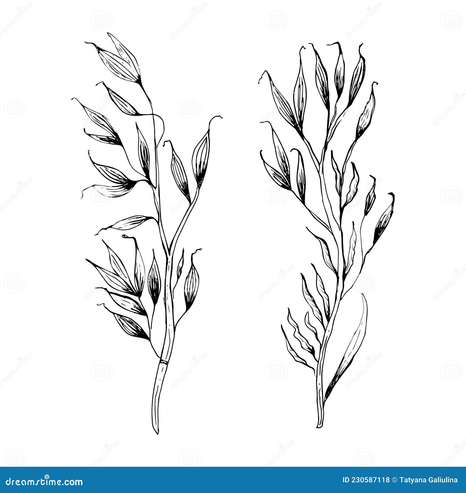 Oats Sketch Hand Drawing. Vector | CartoonDealer.com #91724494