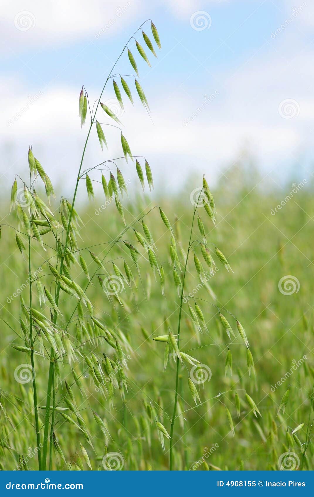 Oats spikes in the Spring stock image. Image of peasant - 4908155