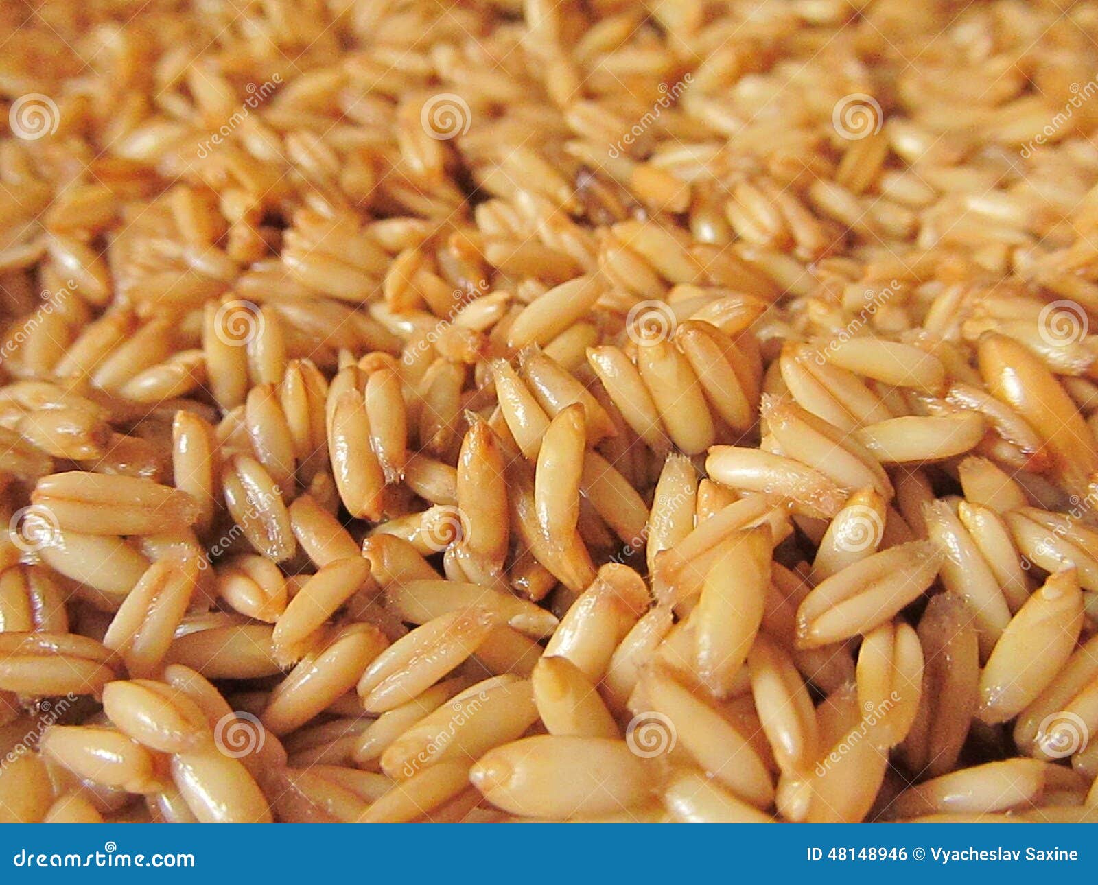 Oats stock photo. Image of seed, kernel, oats, corn, germination - 48148946