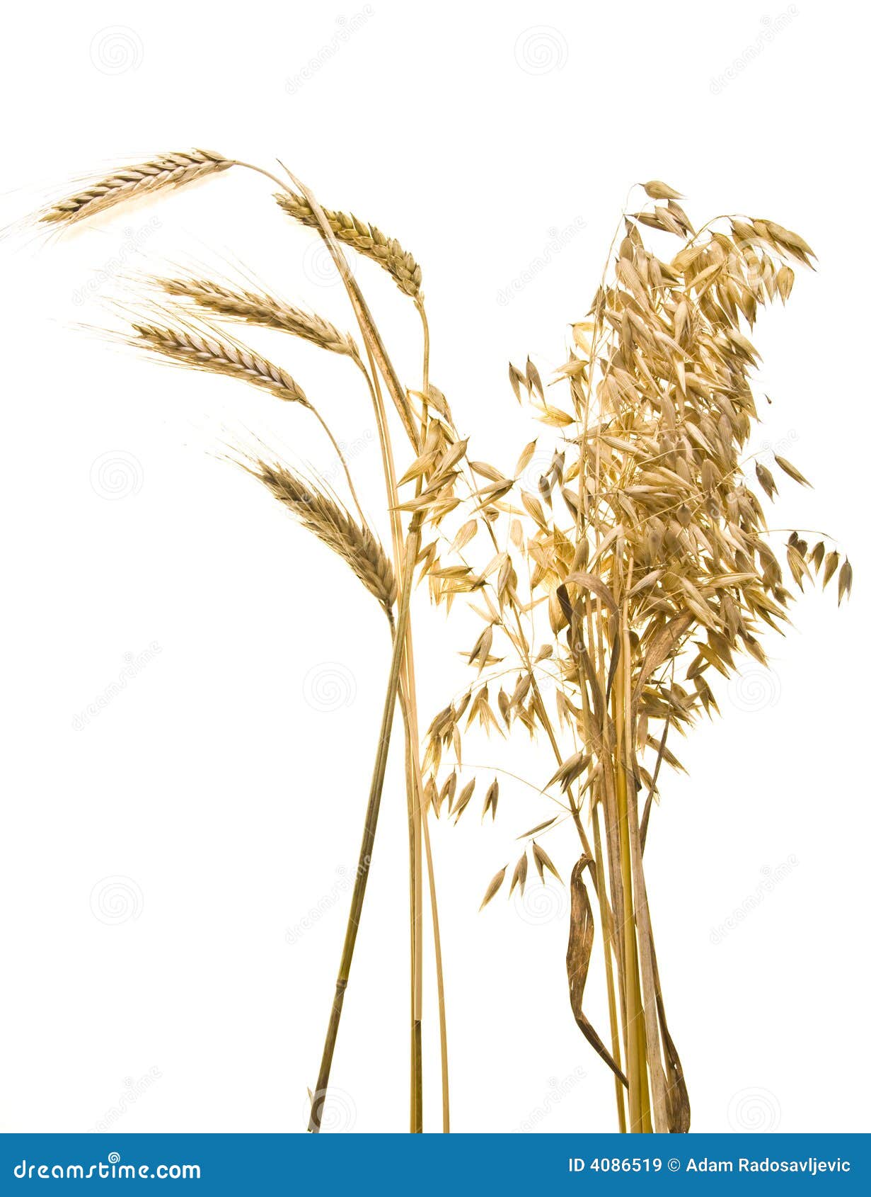 2,552 Oats Wheat Stem Stock Photos - Free & Royalty-Free Stock Photos ...