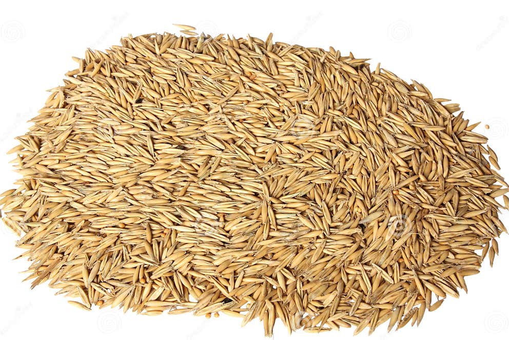 Oats (whole groats) stock image. Image of corn, crop, growth - 8867243