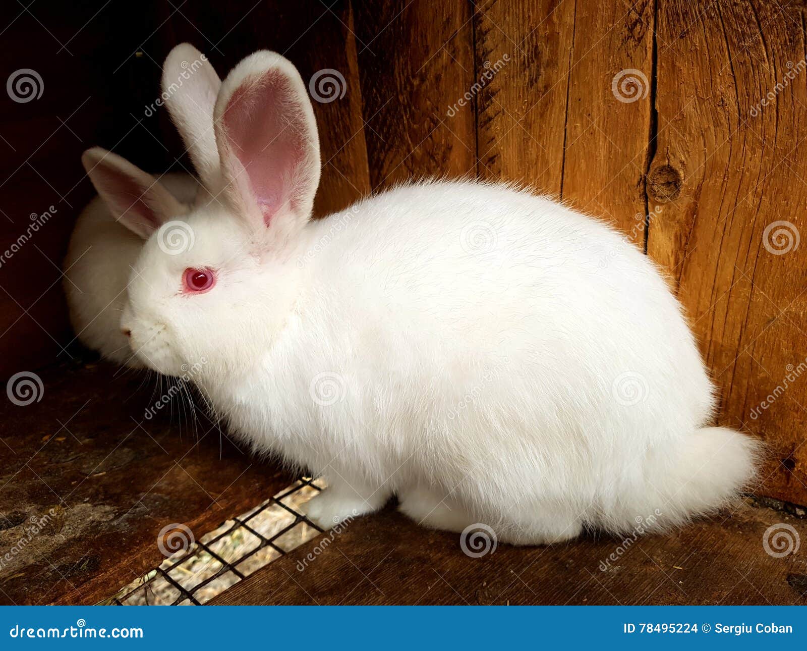 Oavbrutet tjata white arkivfoto. Bild av anhydrous, vitt - 78495224