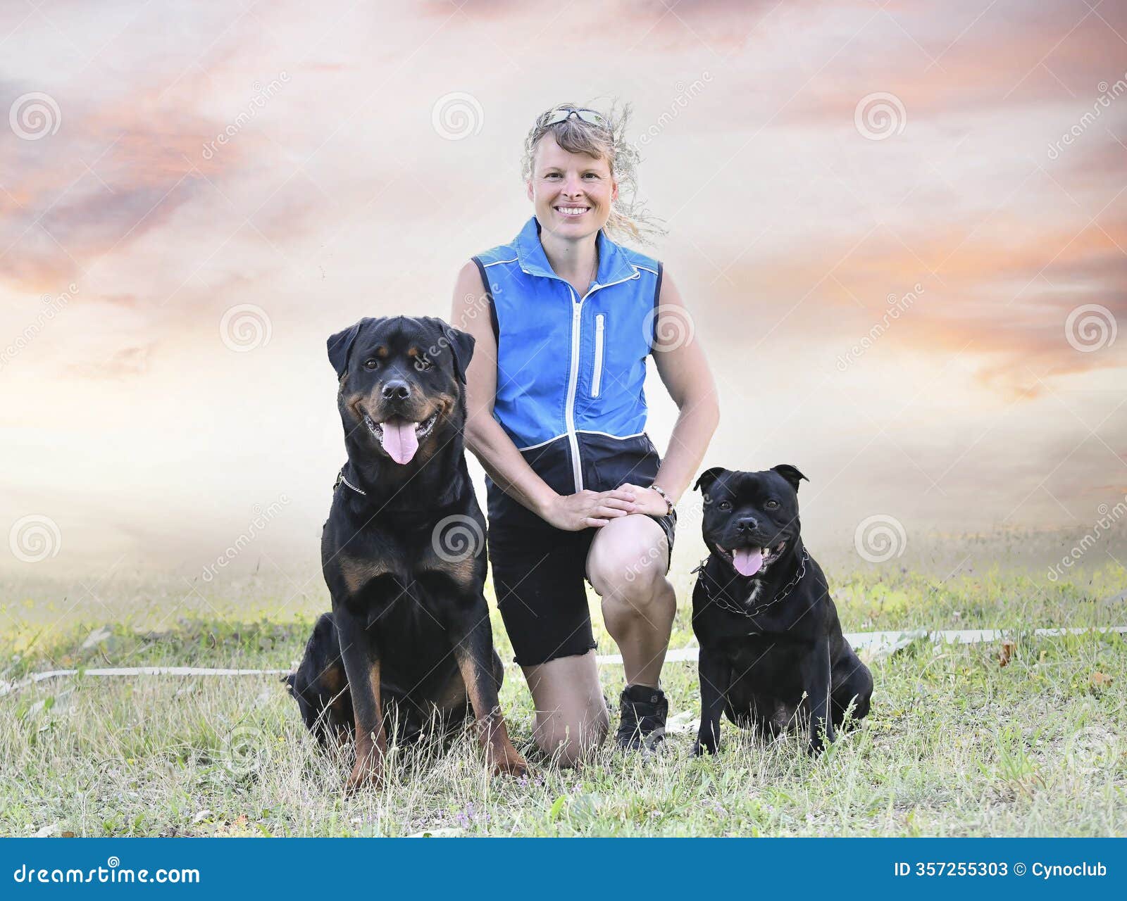 Obedience Training in a Club Stock Image - Image of outdoor, staffie ...