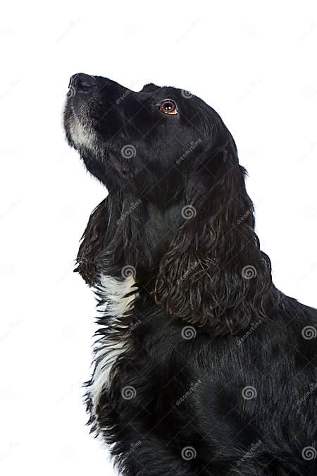 Obedient Cocker Spaniel Looking Up Stock Photo - Image of fluffy ...