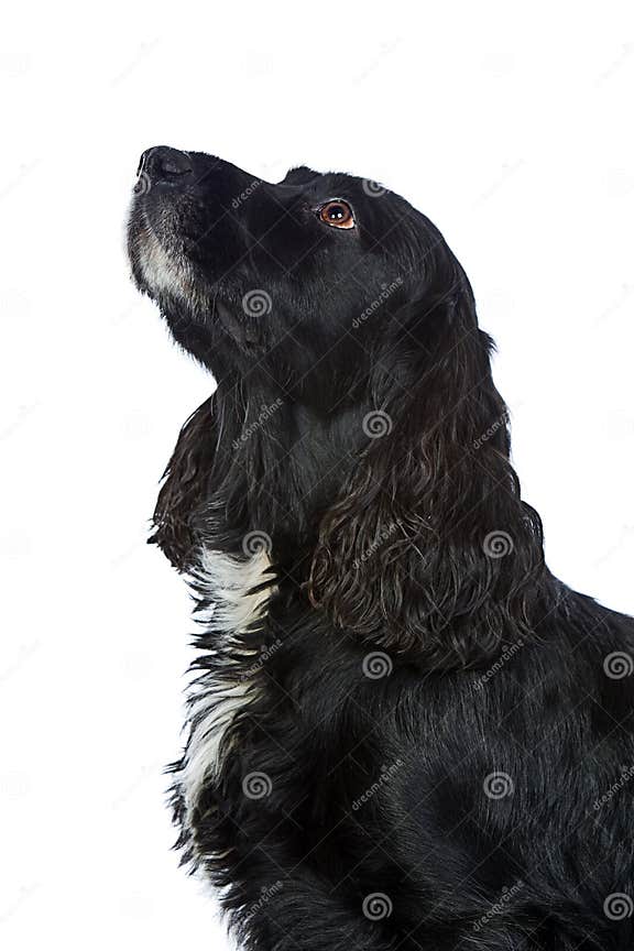 Obedient Cocker Spaniel Looking Up Stock Photo - Image of fluffy ...