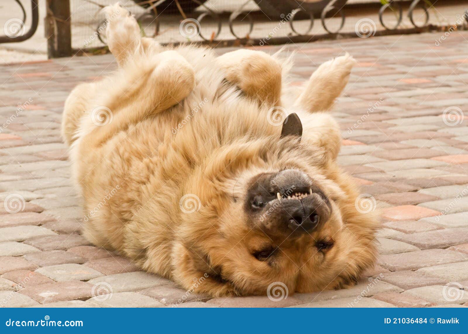 Obedient dog stock photo. Image of light, domesticated - 21036484