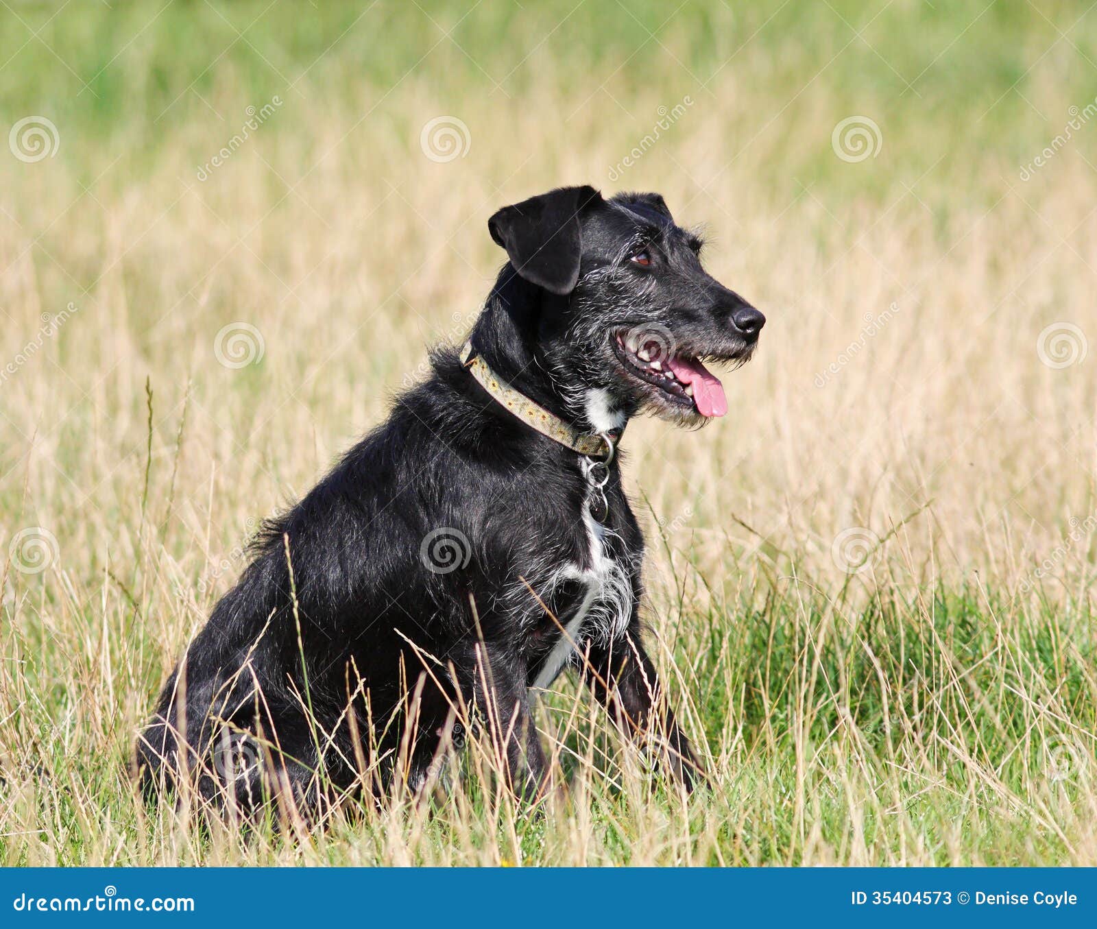 Obedient dog stock image. Image of park, terrier, obedient - 35404573