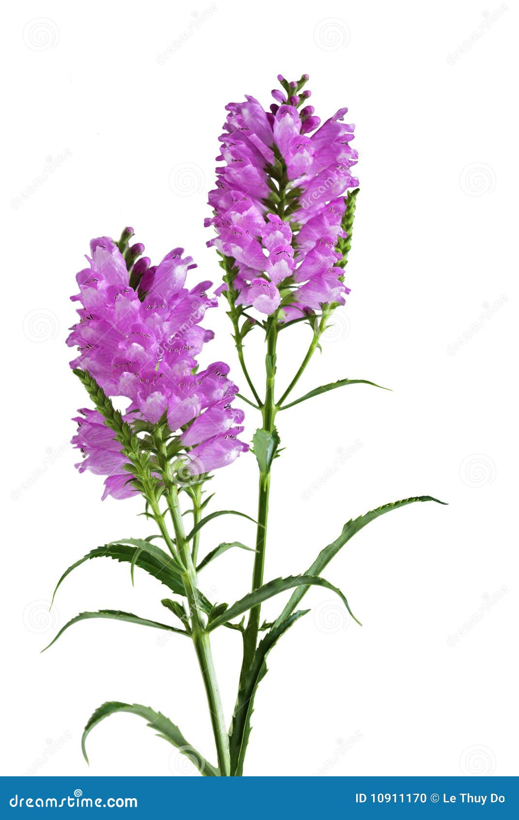 Obedient Flower Plant stock photo. Image of growth, background - 10911170