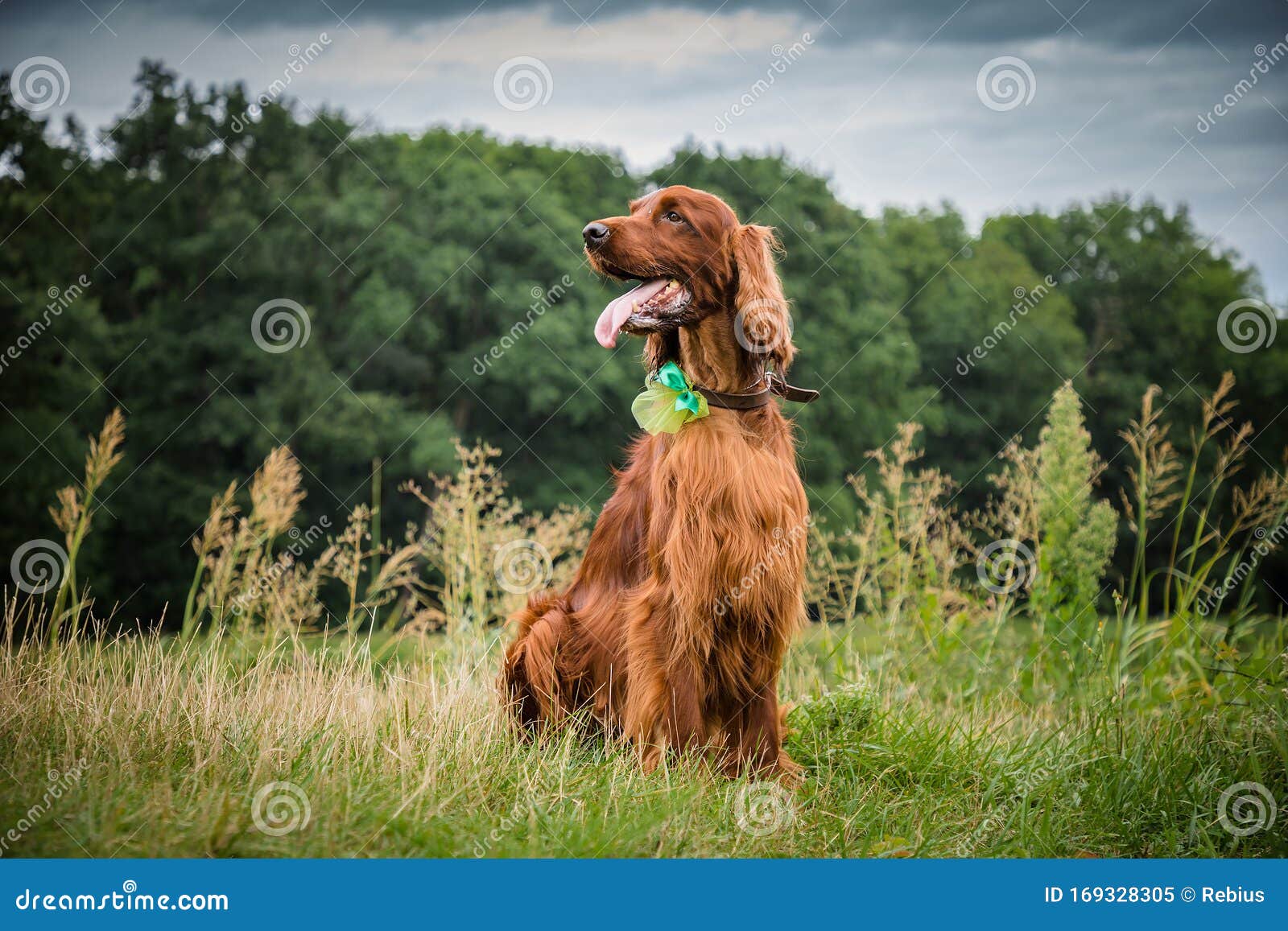 Obedient irish setter stock image. Image of domestic - 169328305