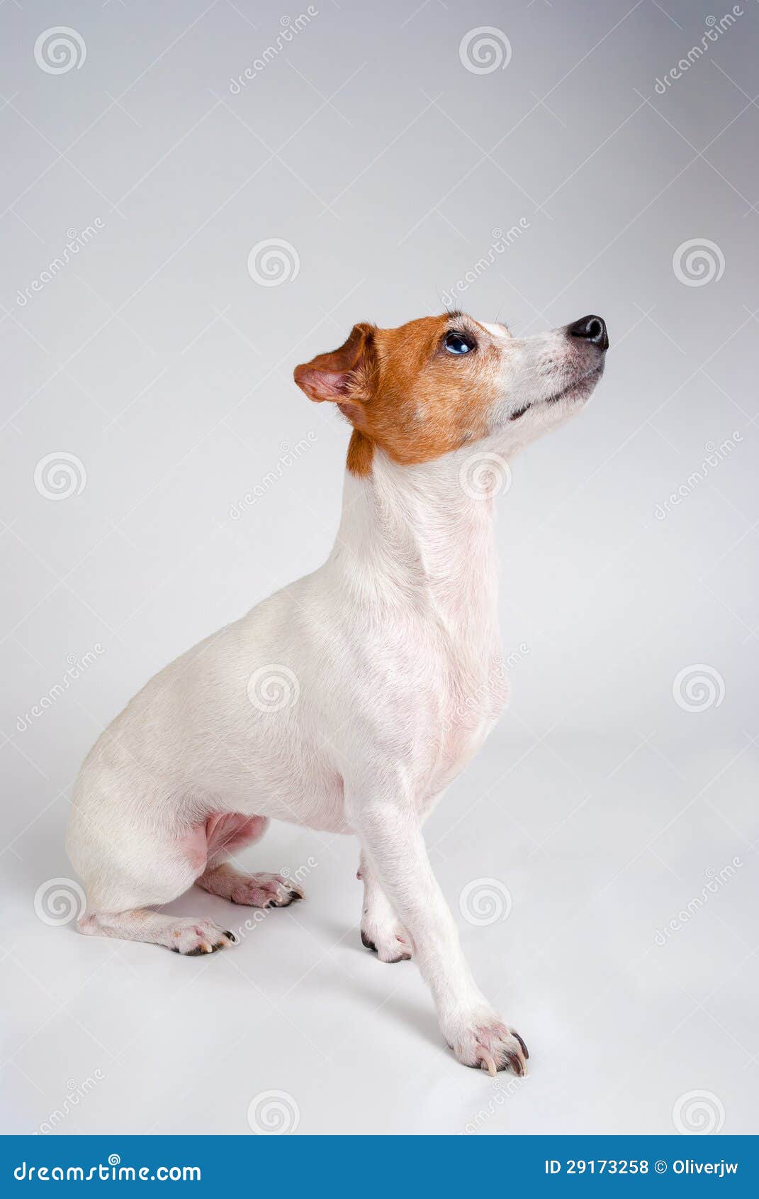 Obedient Jack Russell Terrier in Profile Stock Photo - Image of side ...