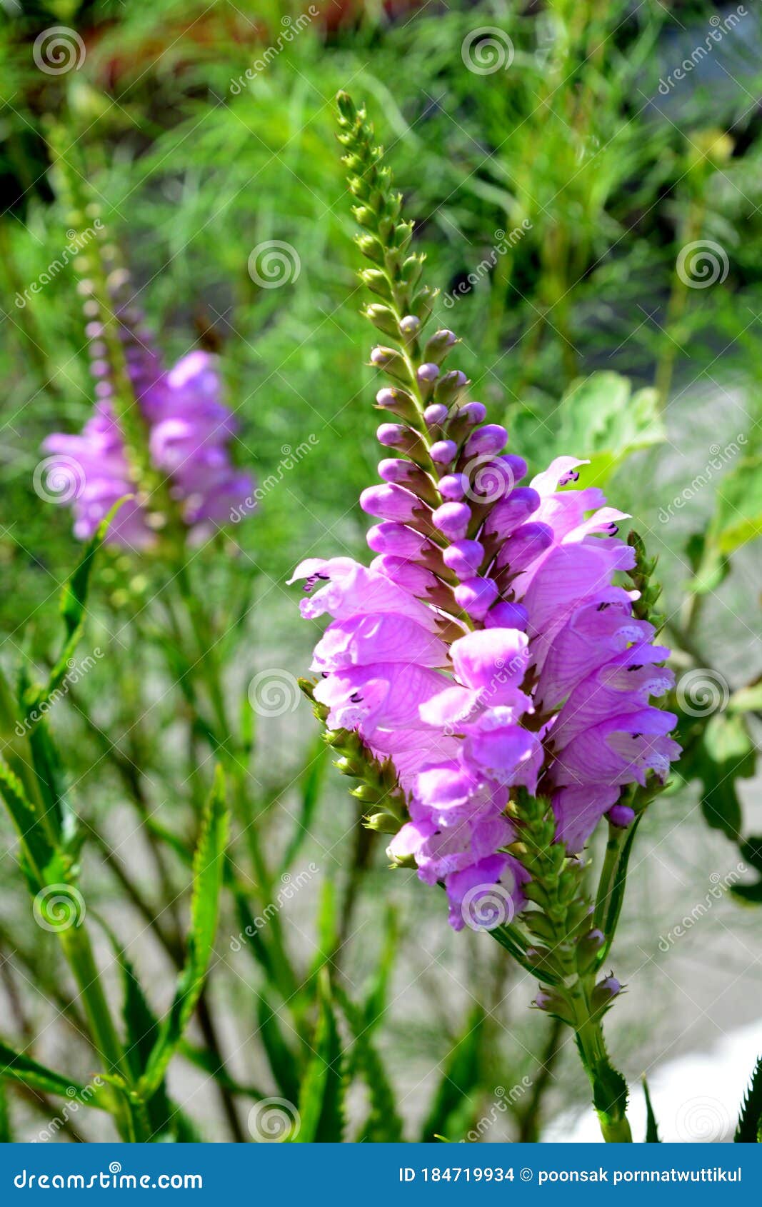 Obedient Plant, False Dragonhead or Physostegia Virginiana Stock Photo ...
