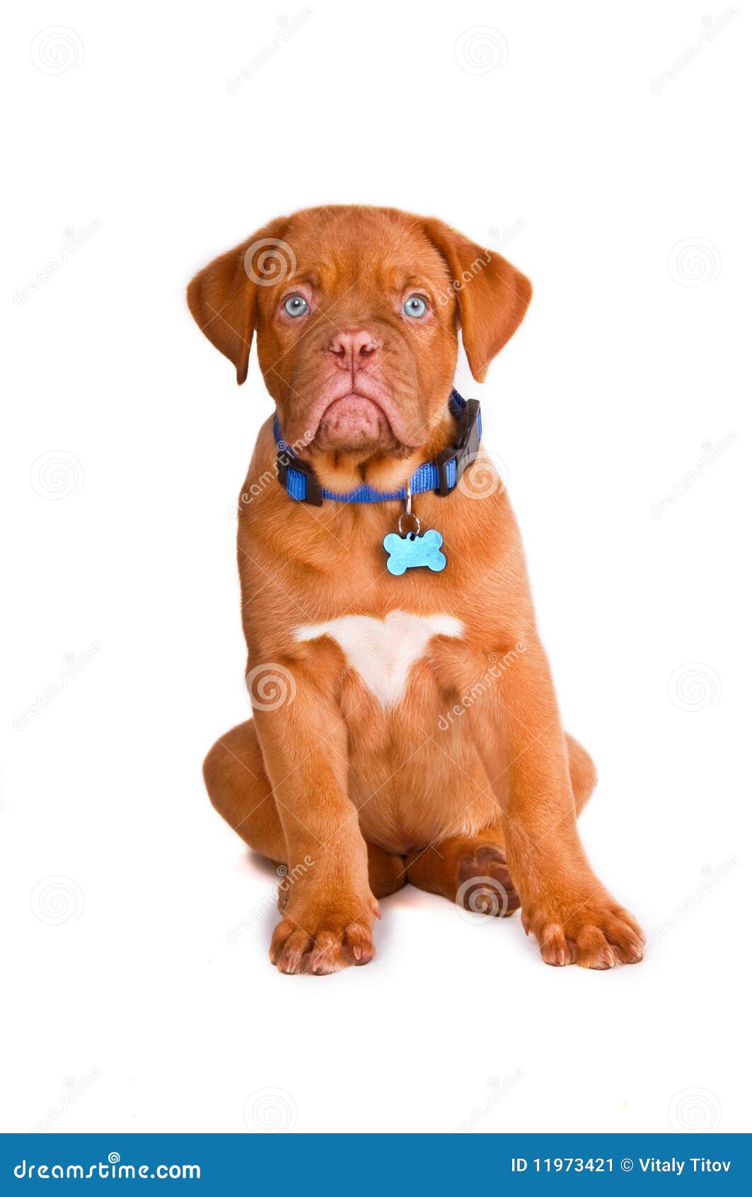 Obedient Puppy stock image. Image of mastiff, obedient - 11973421