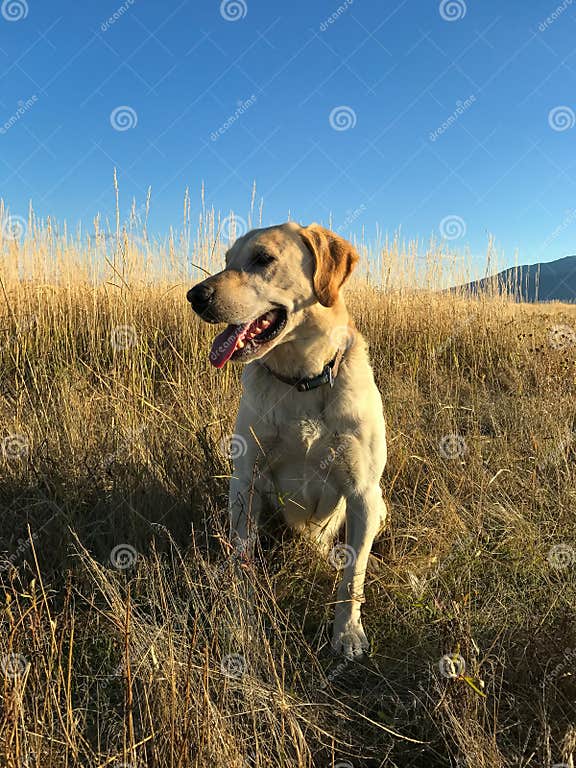 Obedient Sitting Yellow Lab Stock Photo - Image of utah, hunting: 326571170