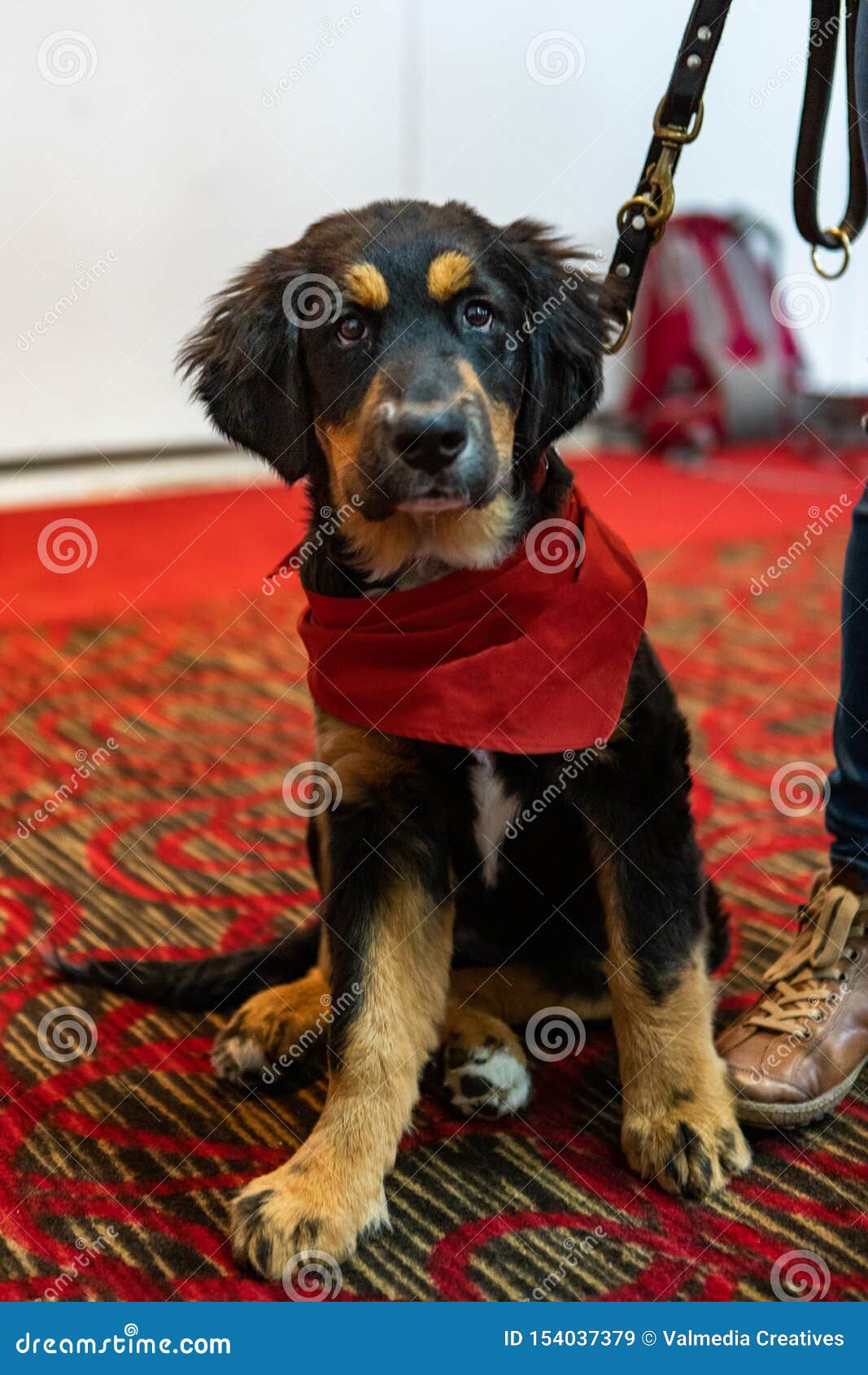 Big Dog Sitting Next To Owner Stock Photos - Free & Royalty-Free Stock ...