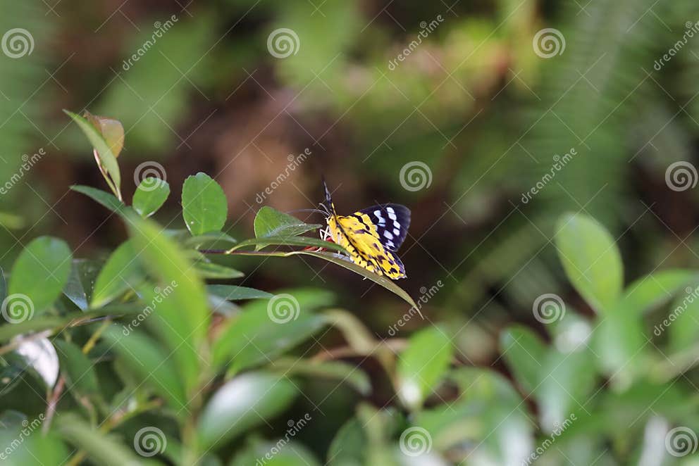 An Obeidia Tigrata Moths at the Nature Back Ground Stock Photo - Image ...