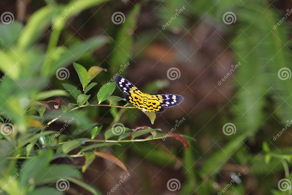 An Obeidia Tigrata Moths at the Nature Back Ground Stock Image - Image ...