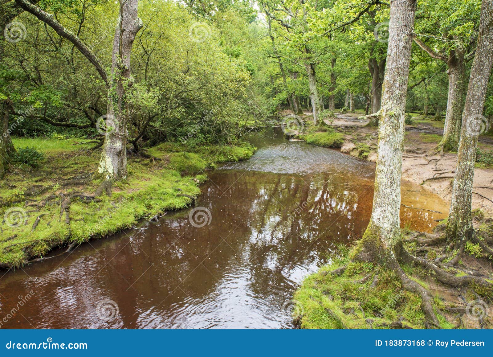Ober Water Near Brockenhurst,UK Stock Photo - Image of stream, wetland ...
