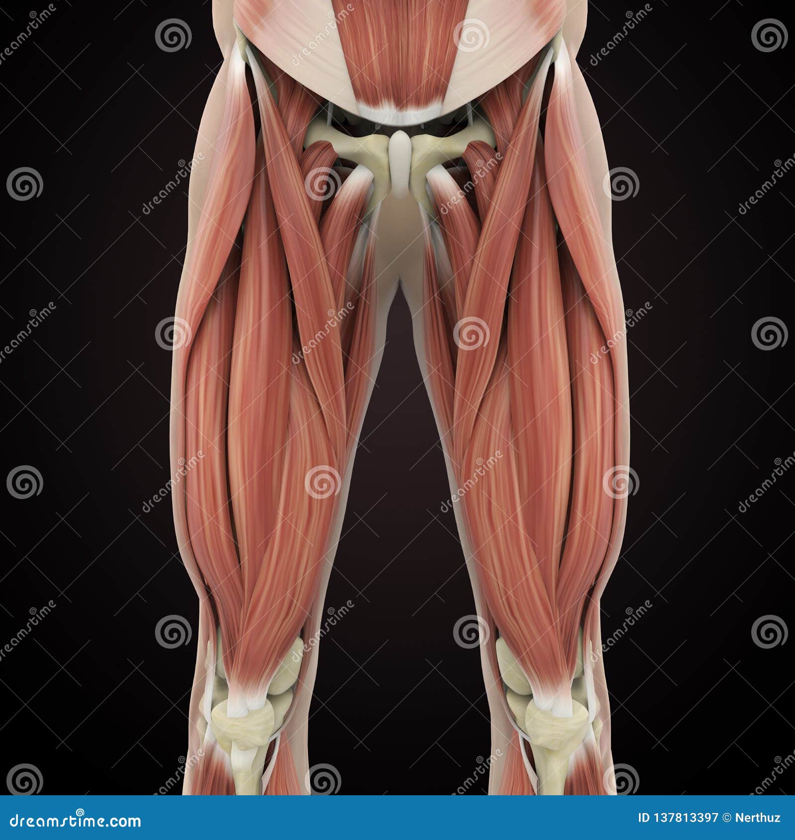 Obere Bein-Muskel-Anatomie stock abbildung. Illustration von ...