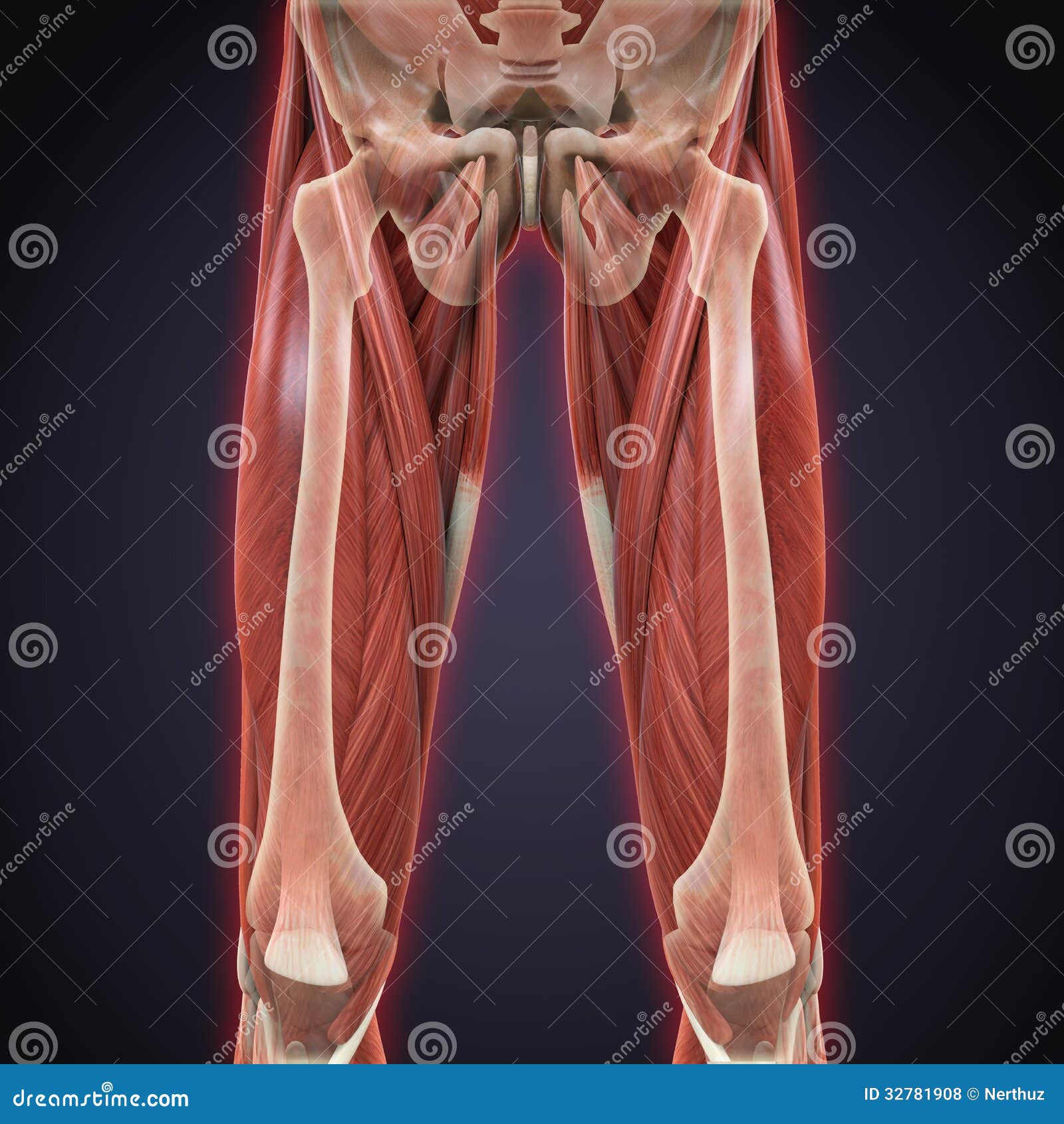 Obere Bein-Muskel-Anatomie stock abbildung. Illustration von ...