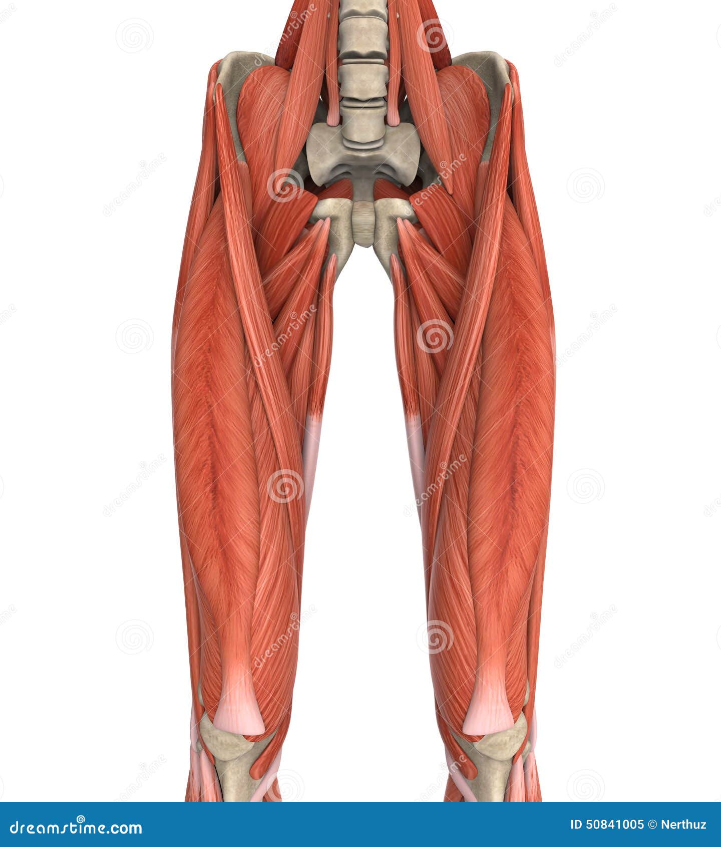 Obere Bein-Muskel-Anatomie stock abbildung. Illustration von ...
