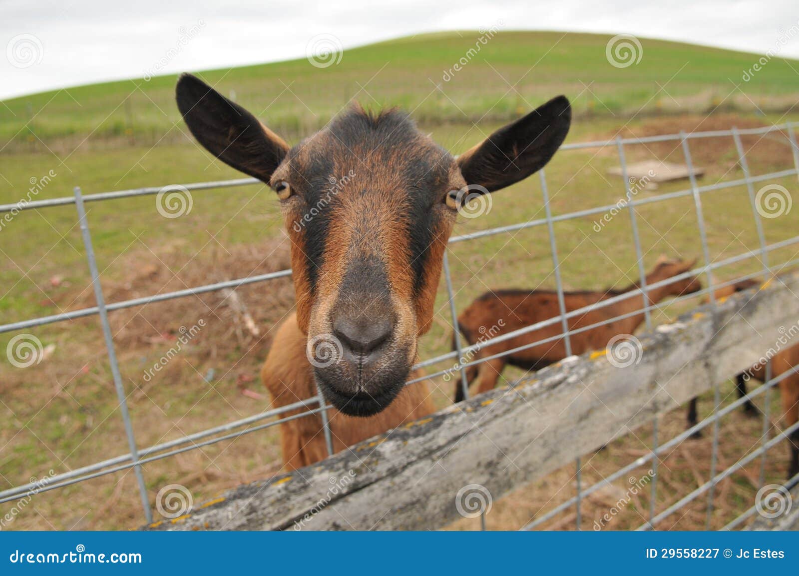Oberhasli Goat Coming through Fence Stock Image - Image of barnyard ...