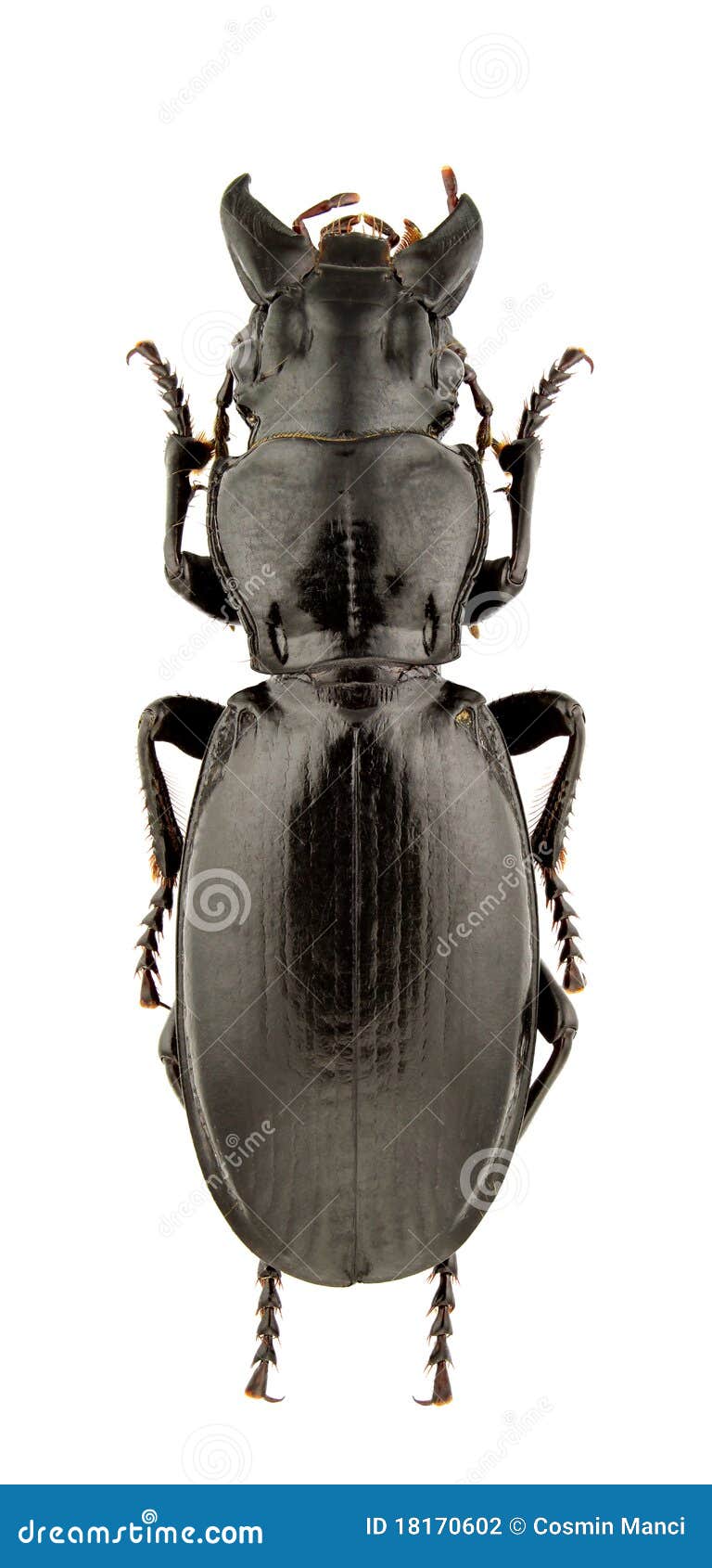 Oberleitneri Percus Strictus 库存照片 - 图片 包括有 空白, 本质: 18170602