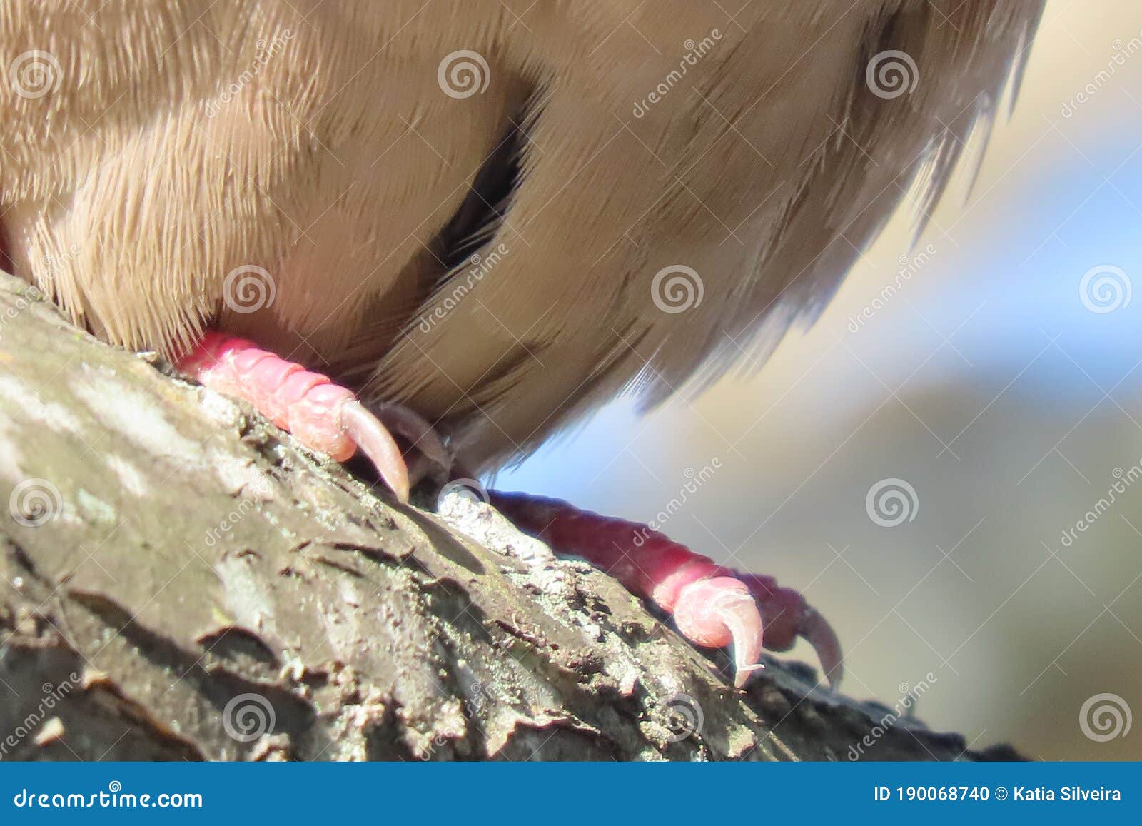 Obese Dove Perched on a High Tree Branch Stock Photo - Image of nature ...