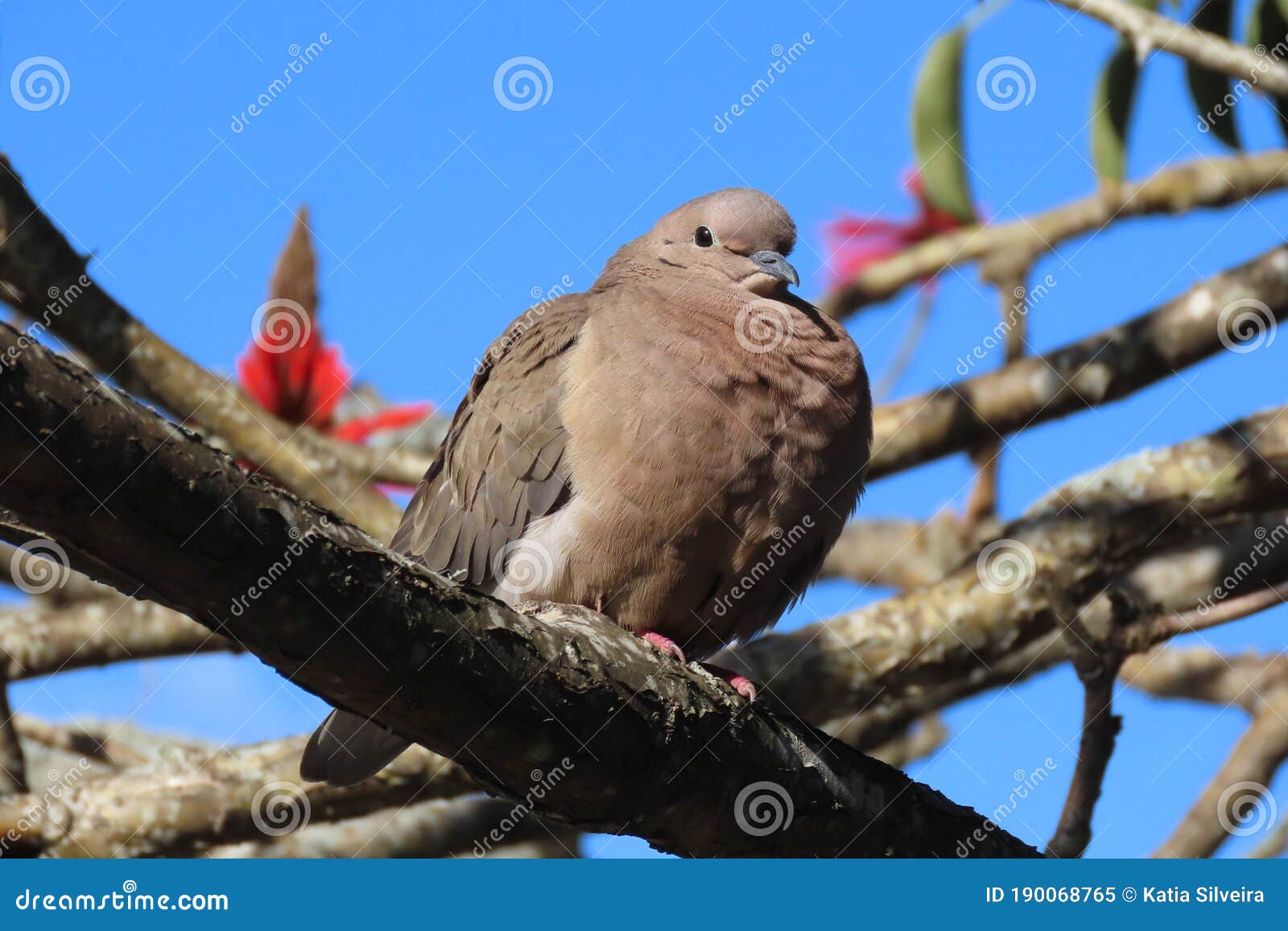 Obese Dove Stock Photos - Free & Royalty-Free Stock Photos from Dreamstime
