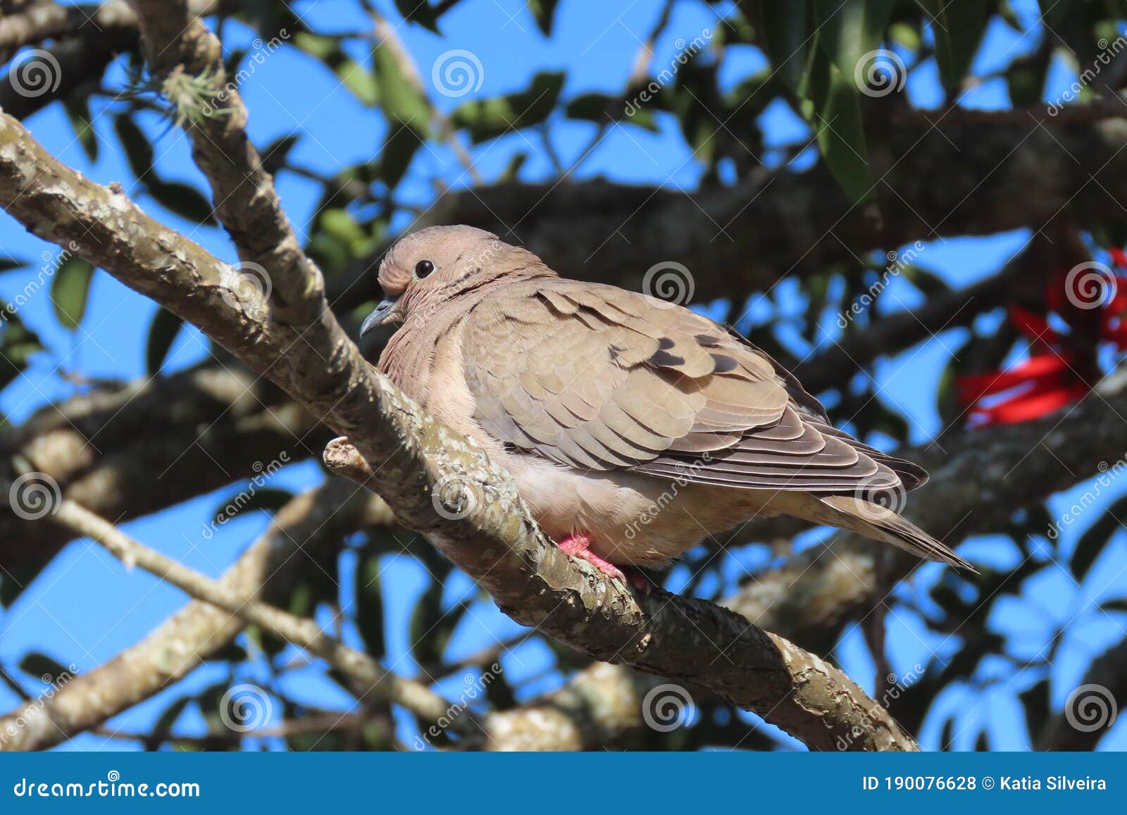 Obese Dove Perched on a High Tree Branch Stock Photo - Image of spring ...