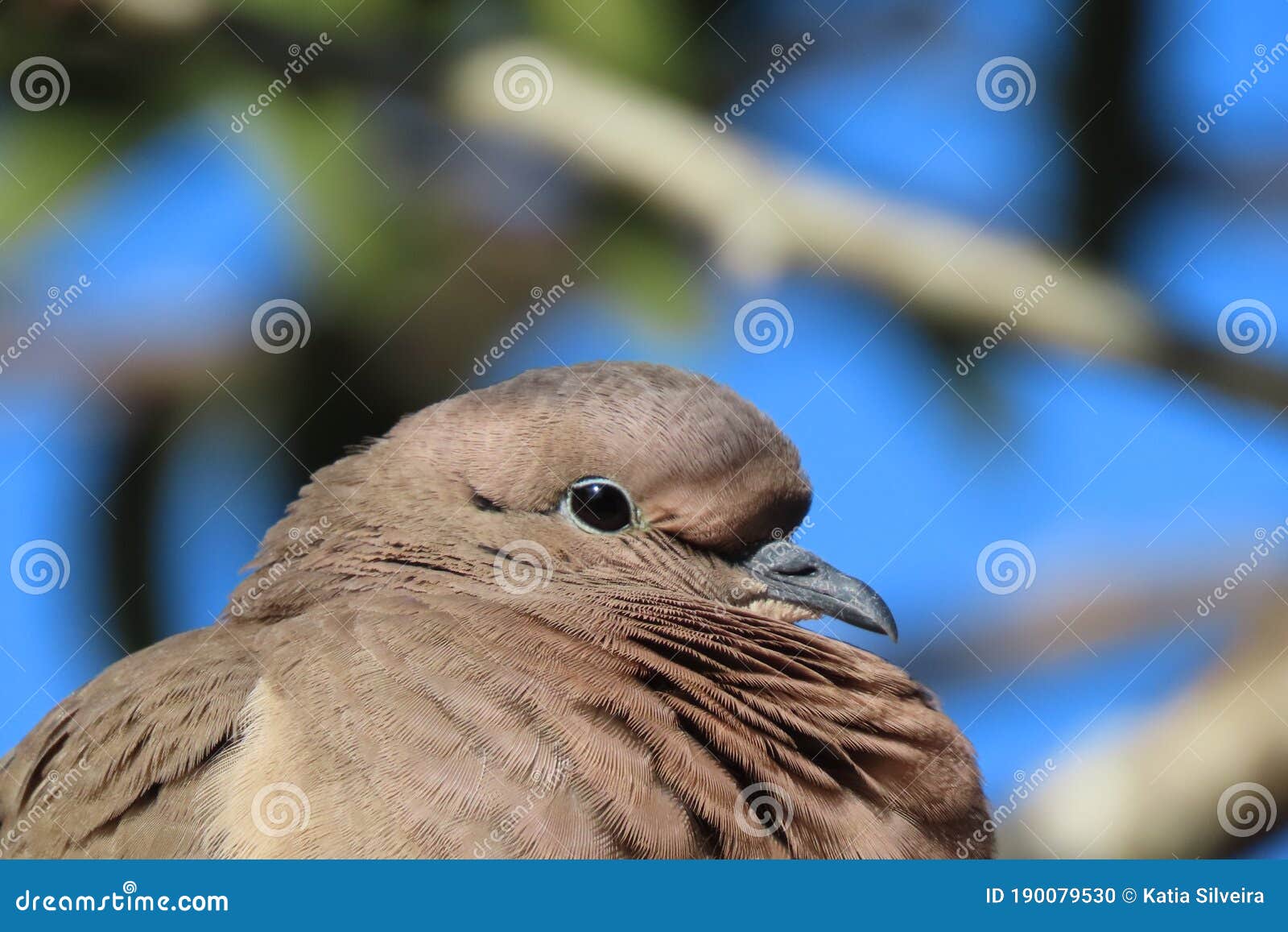 Obese Dove Perched on a High Tree Branch Stock Photo - Image of ducks ...