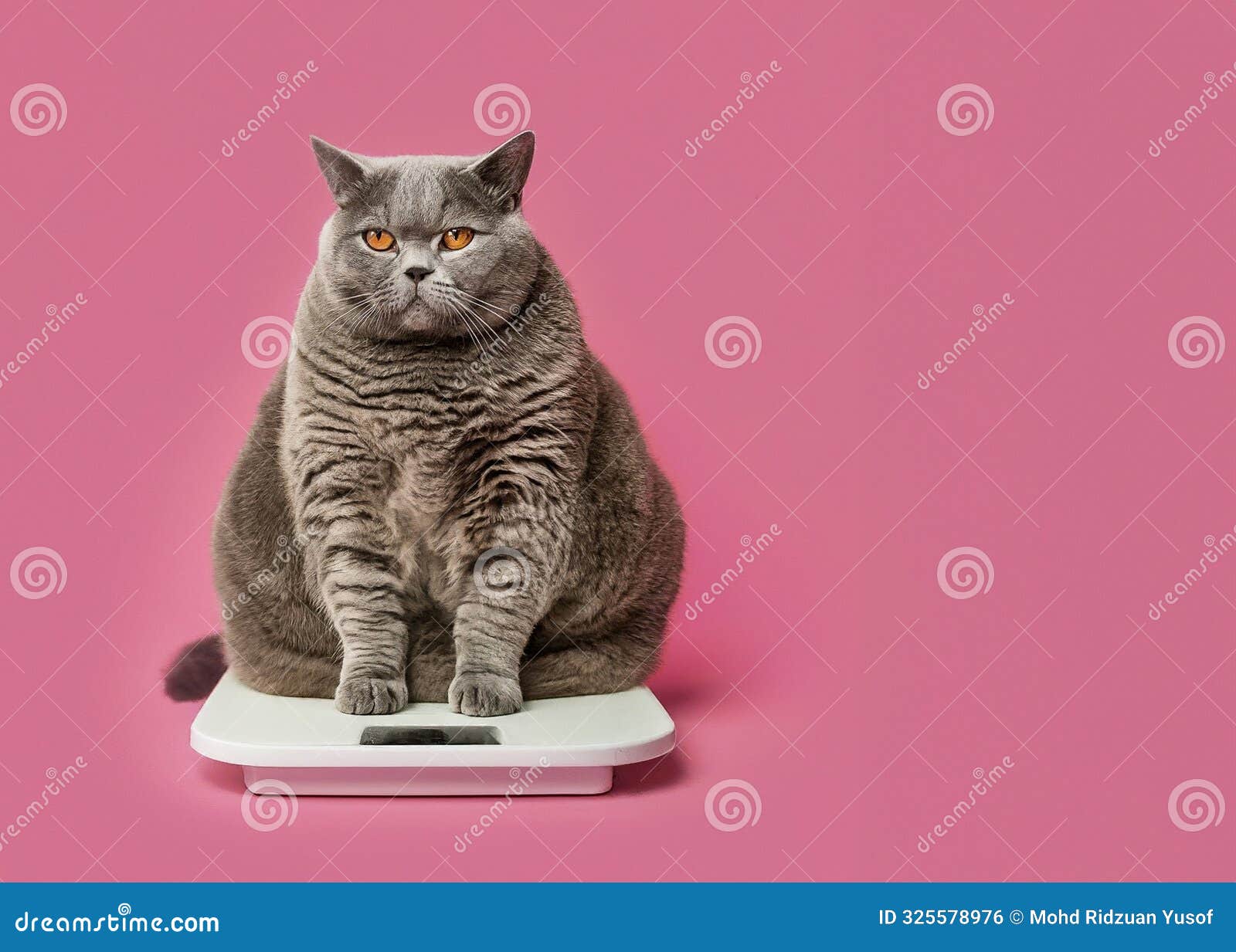 Obese Grumpy Cat Sat on a Scale Stock Photo - Image of healthy, animal ...