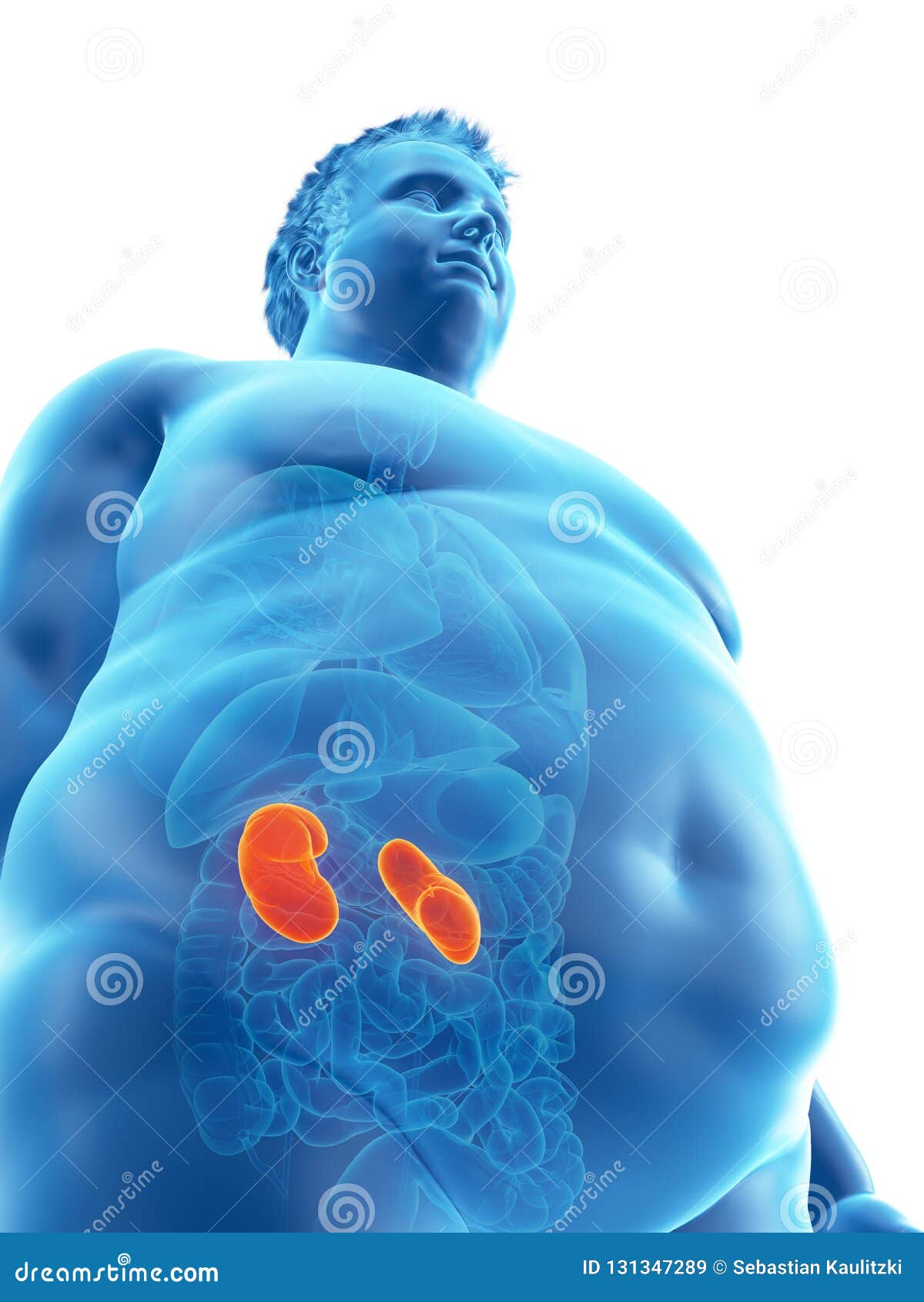 An obese mans kidneys stock illustration. Illustration of diet - 131347289