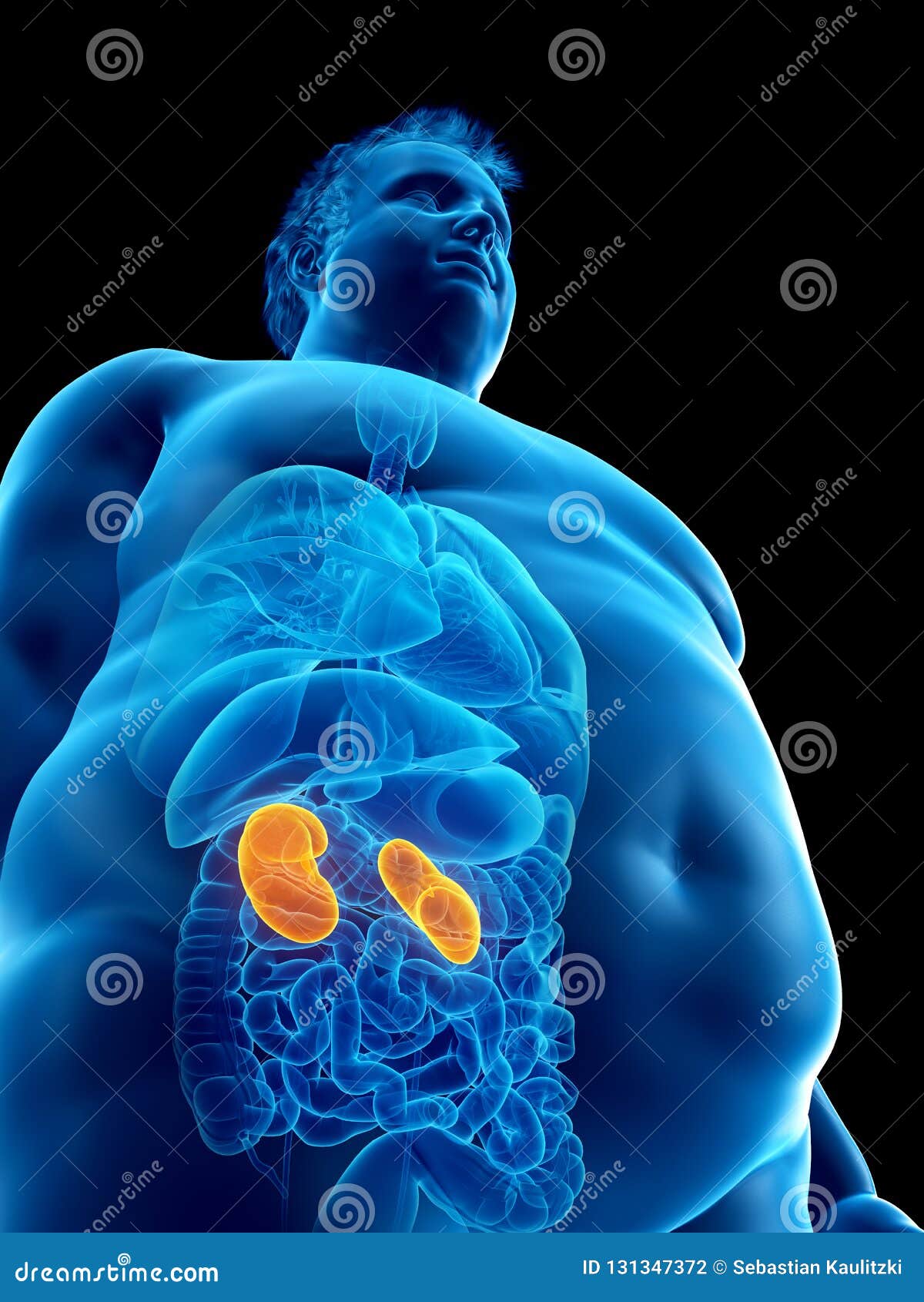 An obese mans kidneys stock illustration. Illustration of system ...