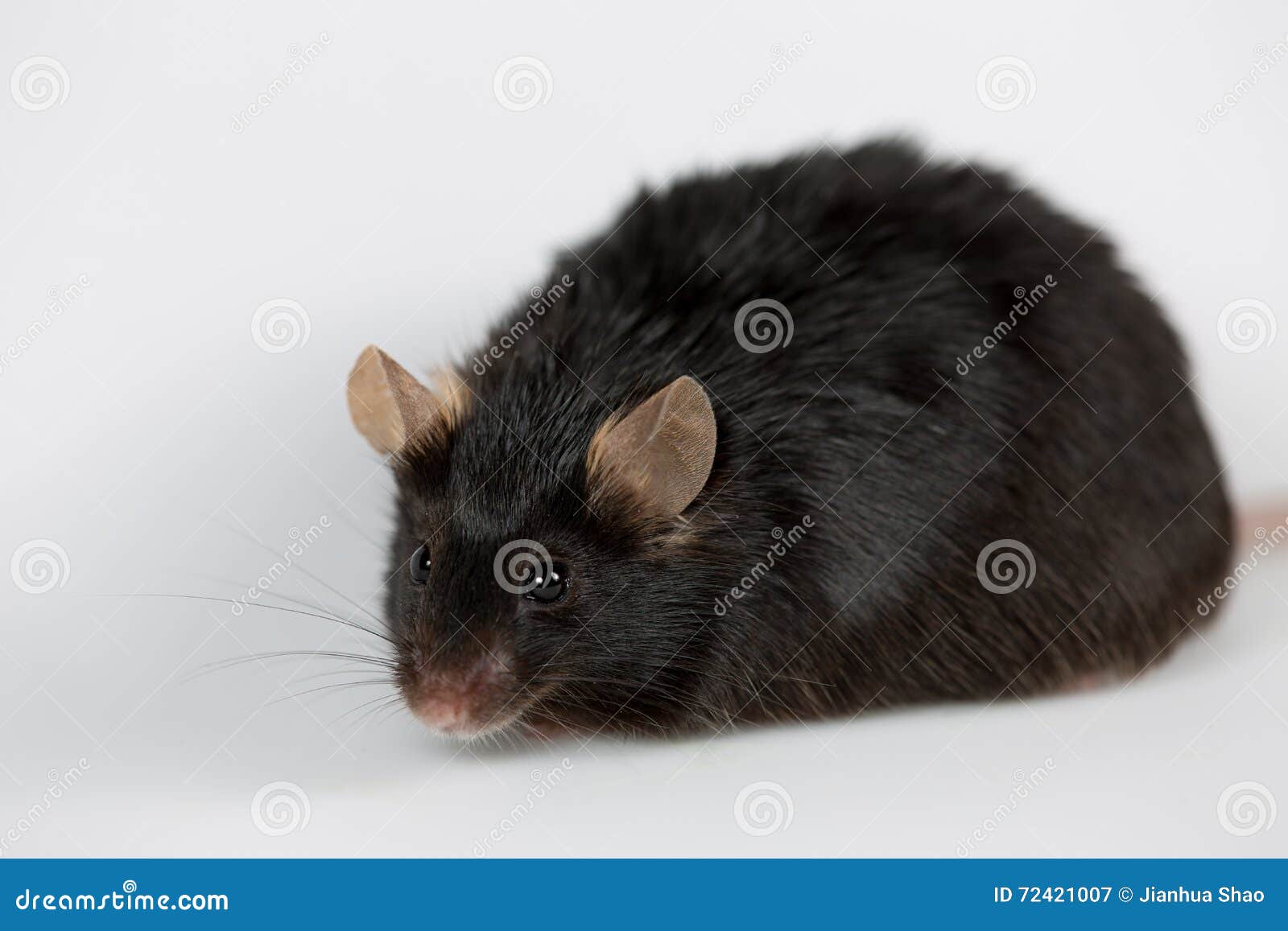 Obese Mouse