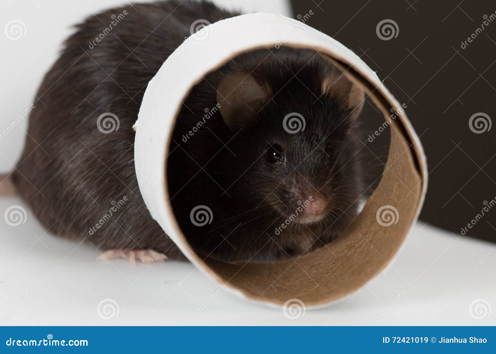 Obese mouse stock image. Image of mouse, closeup, background - 72421019
