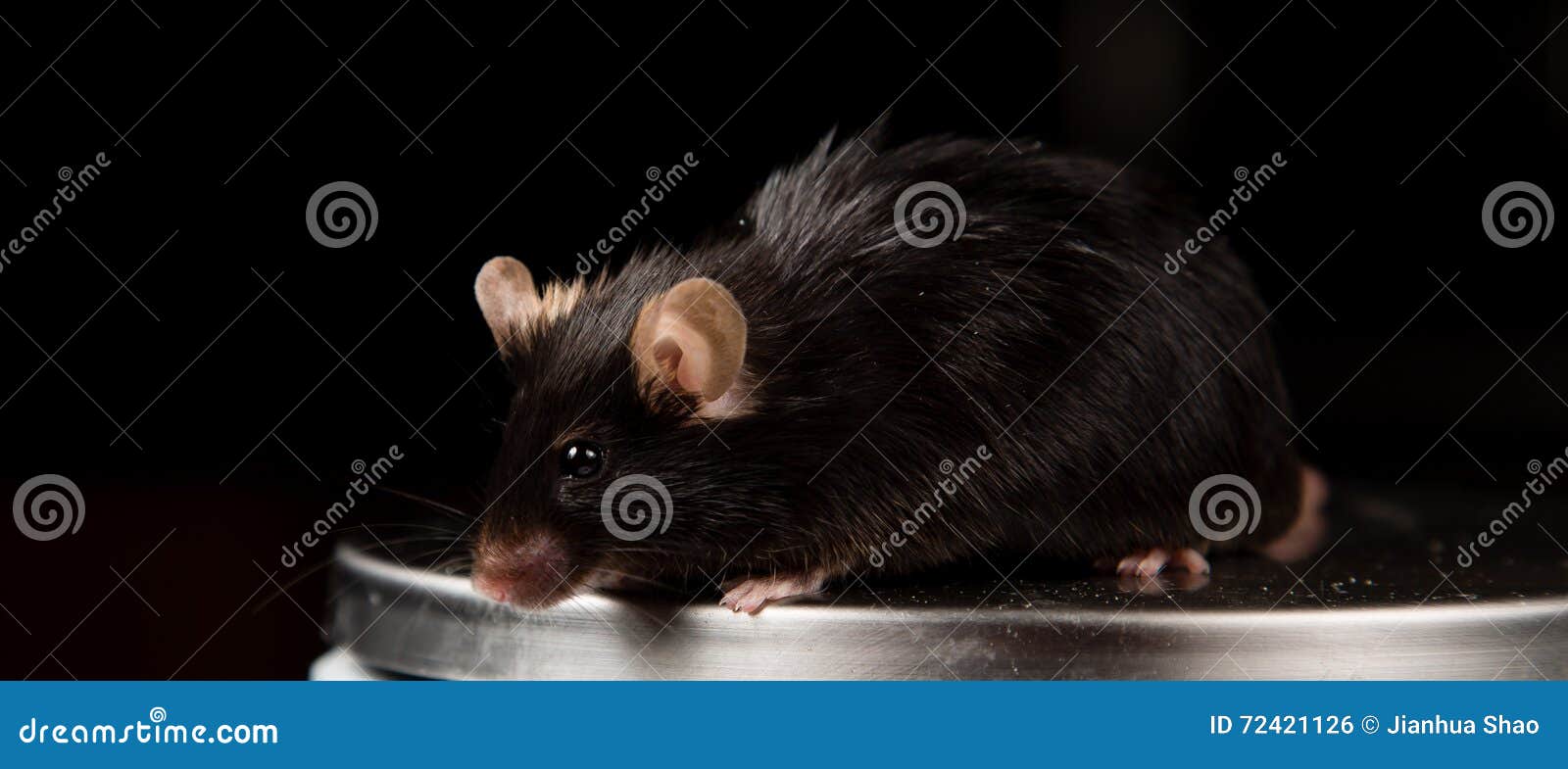 Obese mouse on scale stock photo. Image of healthy, scientific - 72421126