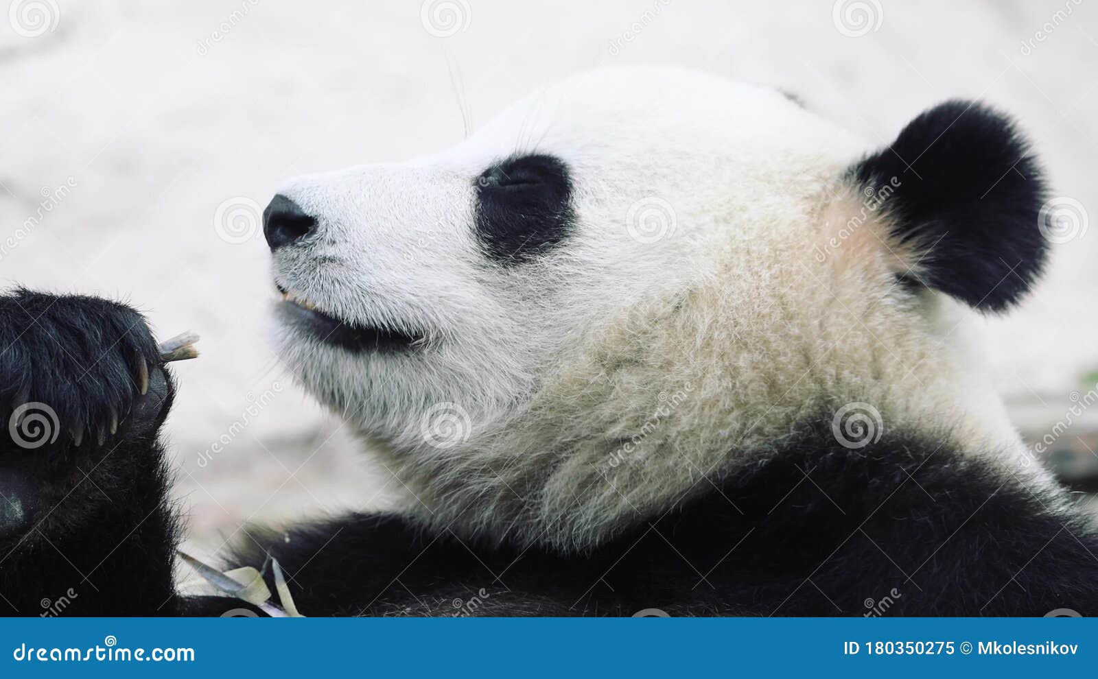Obese Panda Stock Footage & Videos - 4 Stock Videos