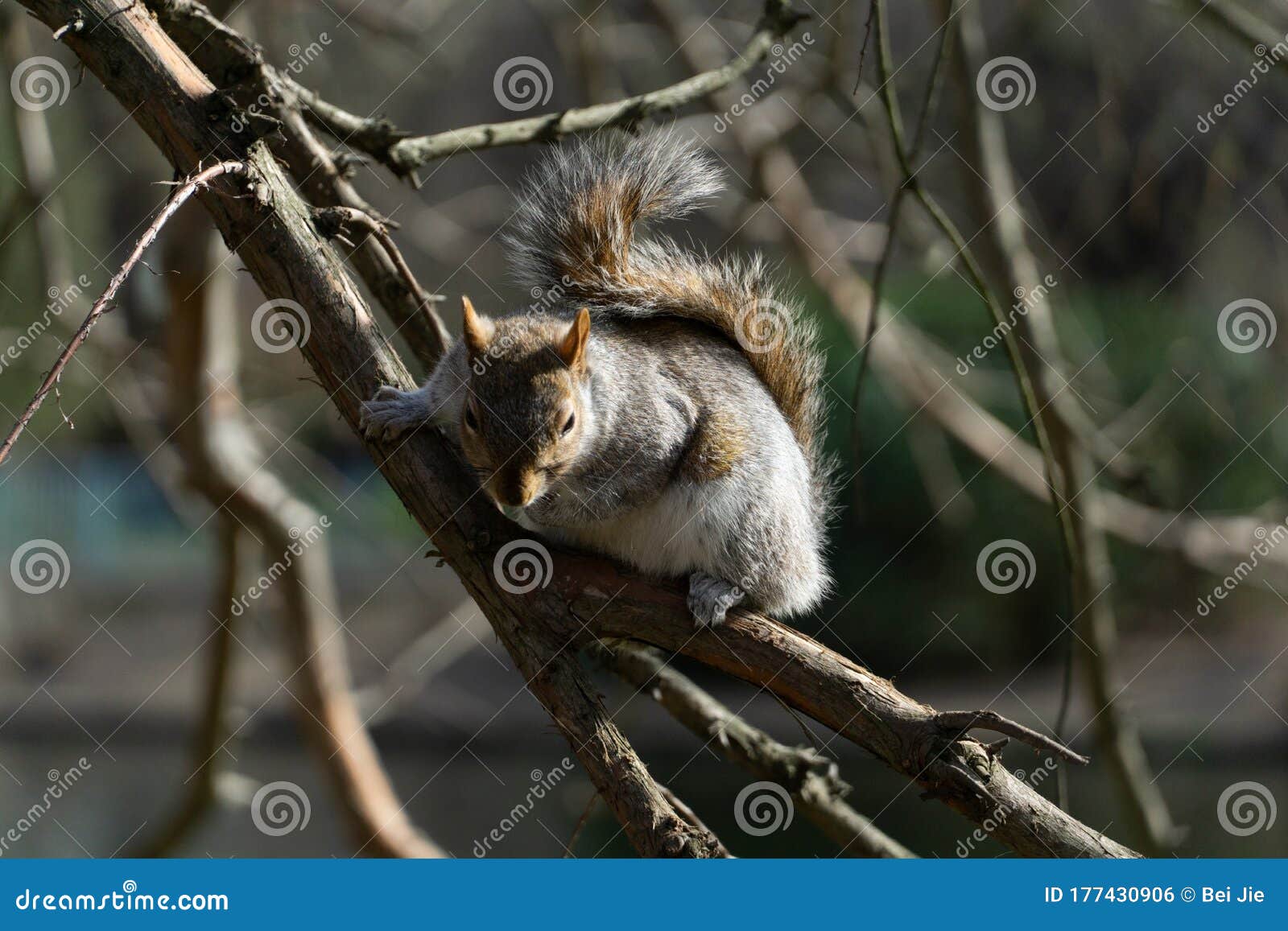 The Squirrel Is Running Down A Tree Royalty-Free Stock Photography ...