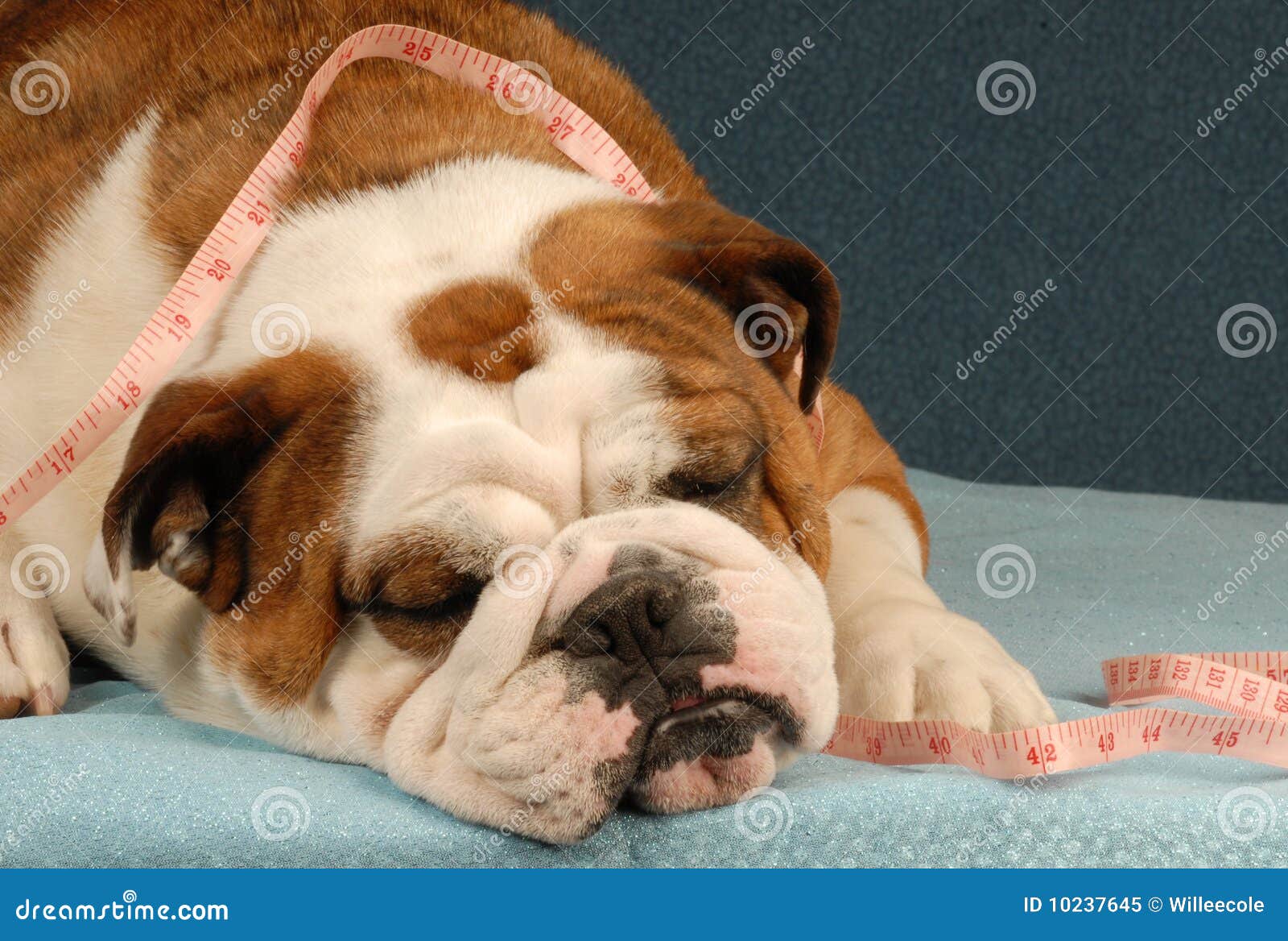 Obesidad o salud del perro imagen de archivo. Imagen de pérdida - 10237645