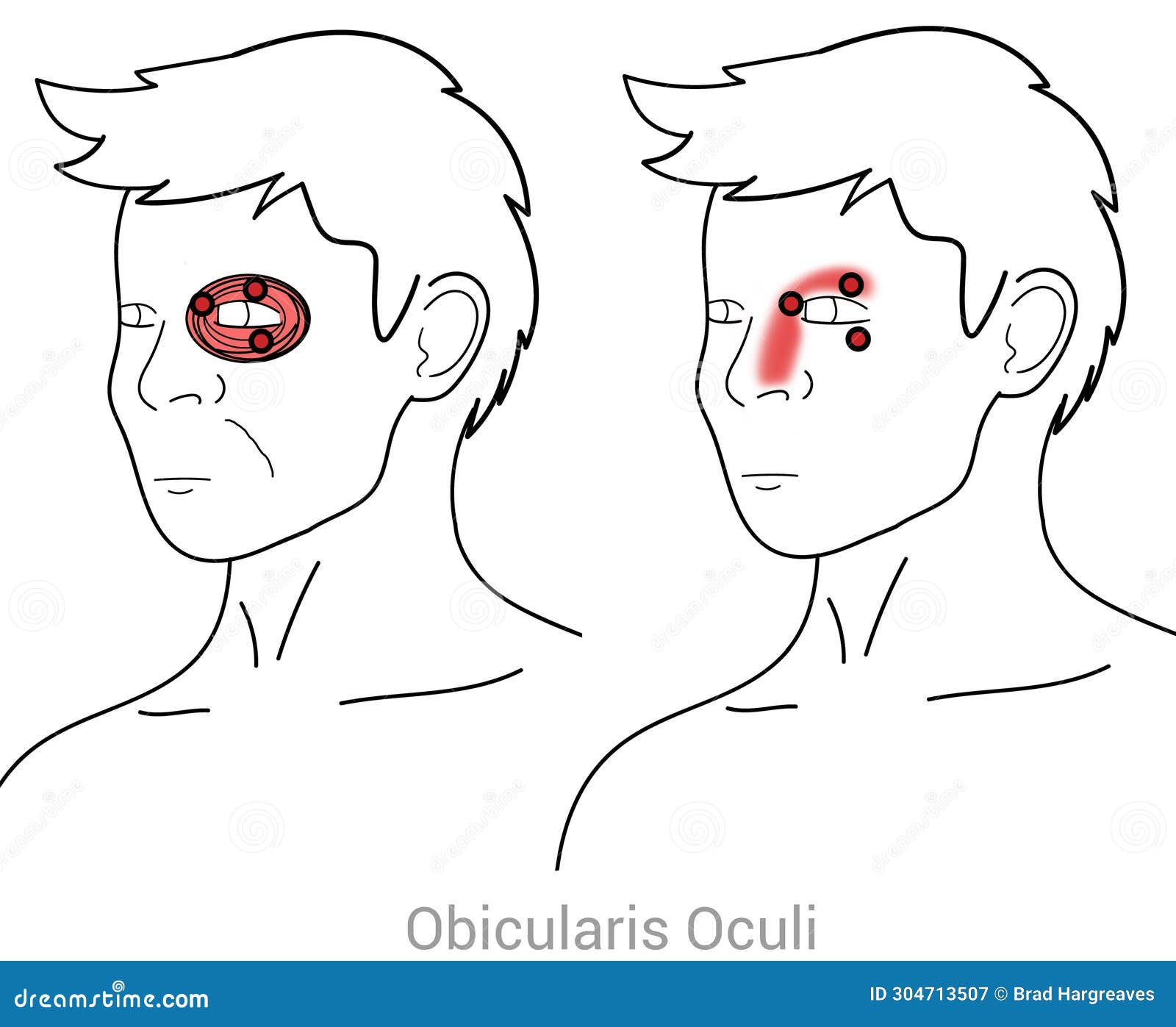 Obicularis Oculi stock illustration. Illustration of outline - 304713507